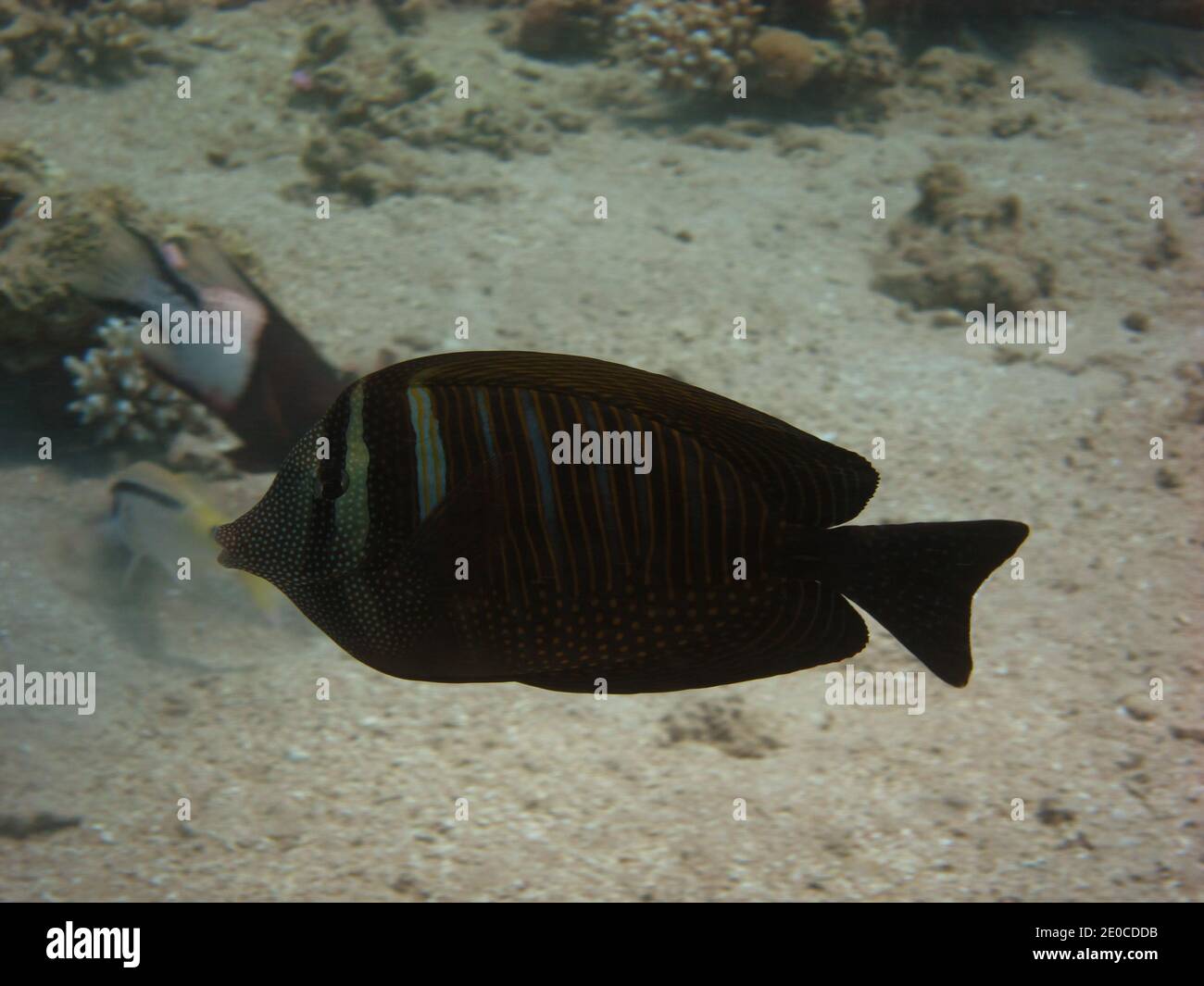 Striped brown fish hi-res stock photography and images - Alamy