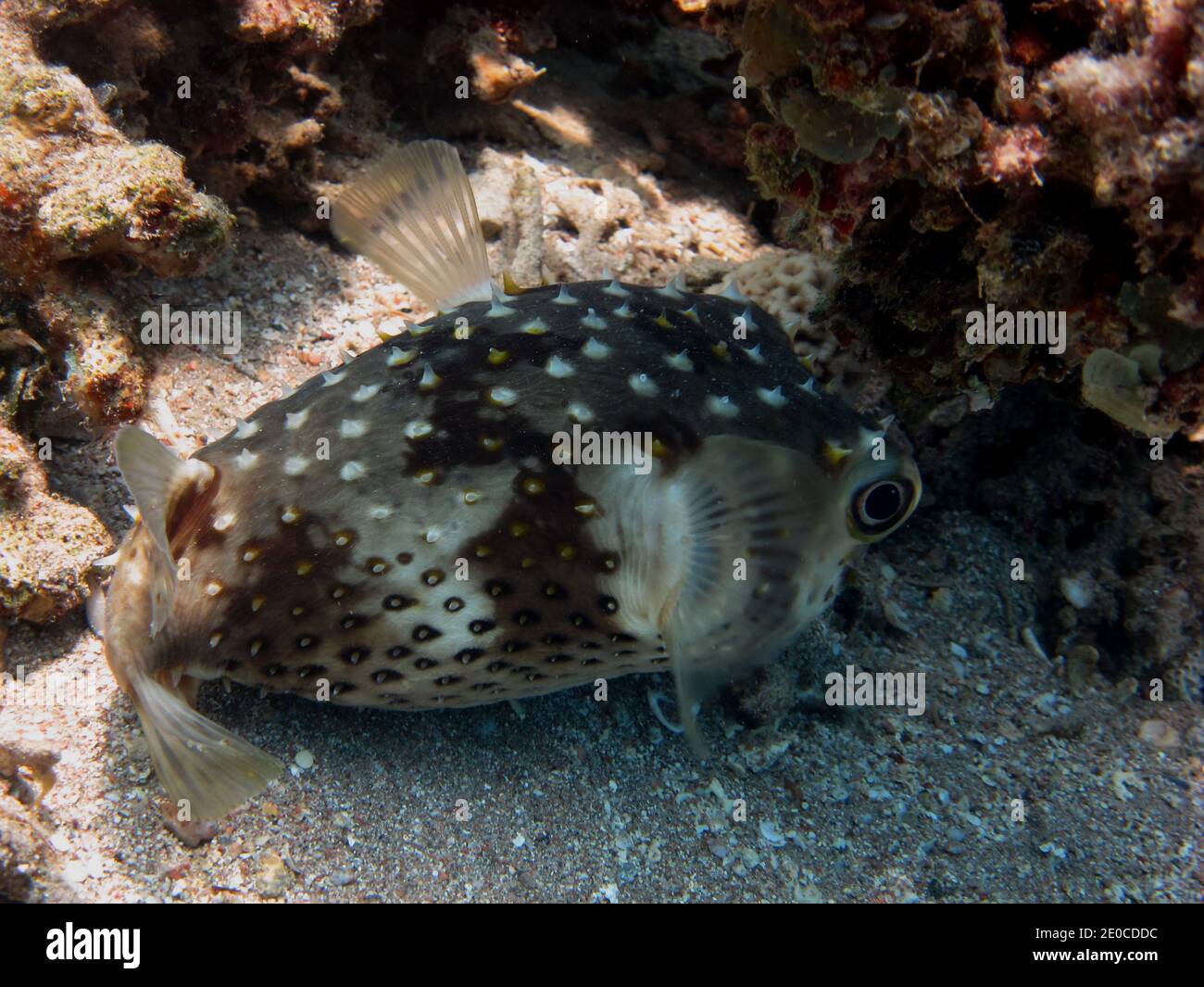 large puffer lies hidden at the seabed in the red sea Stock Photo - Alamy