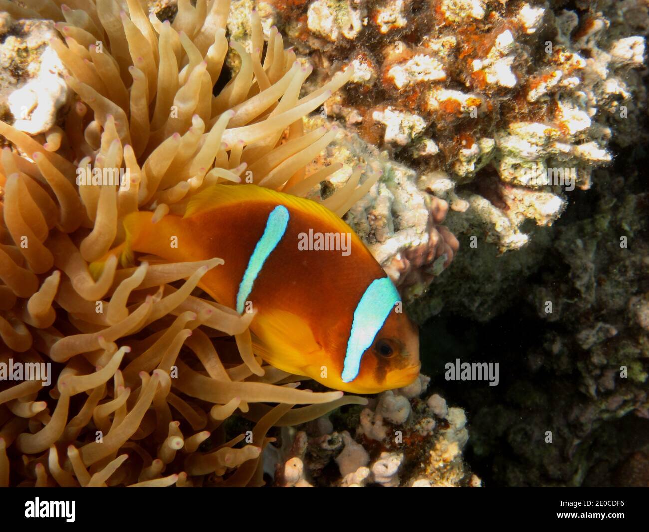 Caribbean sun anemone hi-res stock photography and images - Alamy