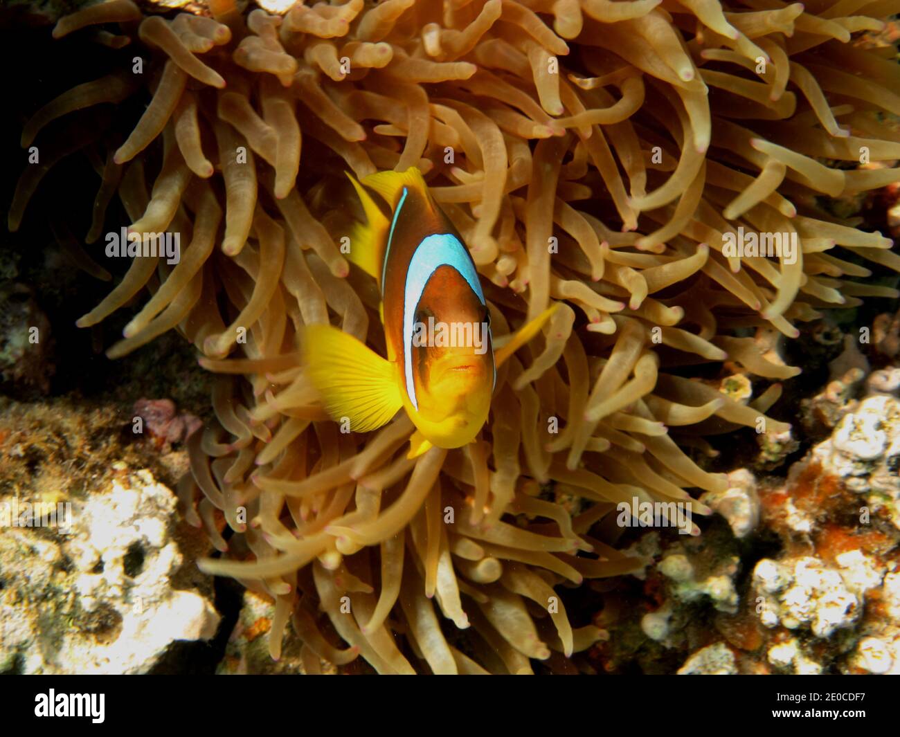 Fish looking at the camera hi-res stock photography and images - Alamy