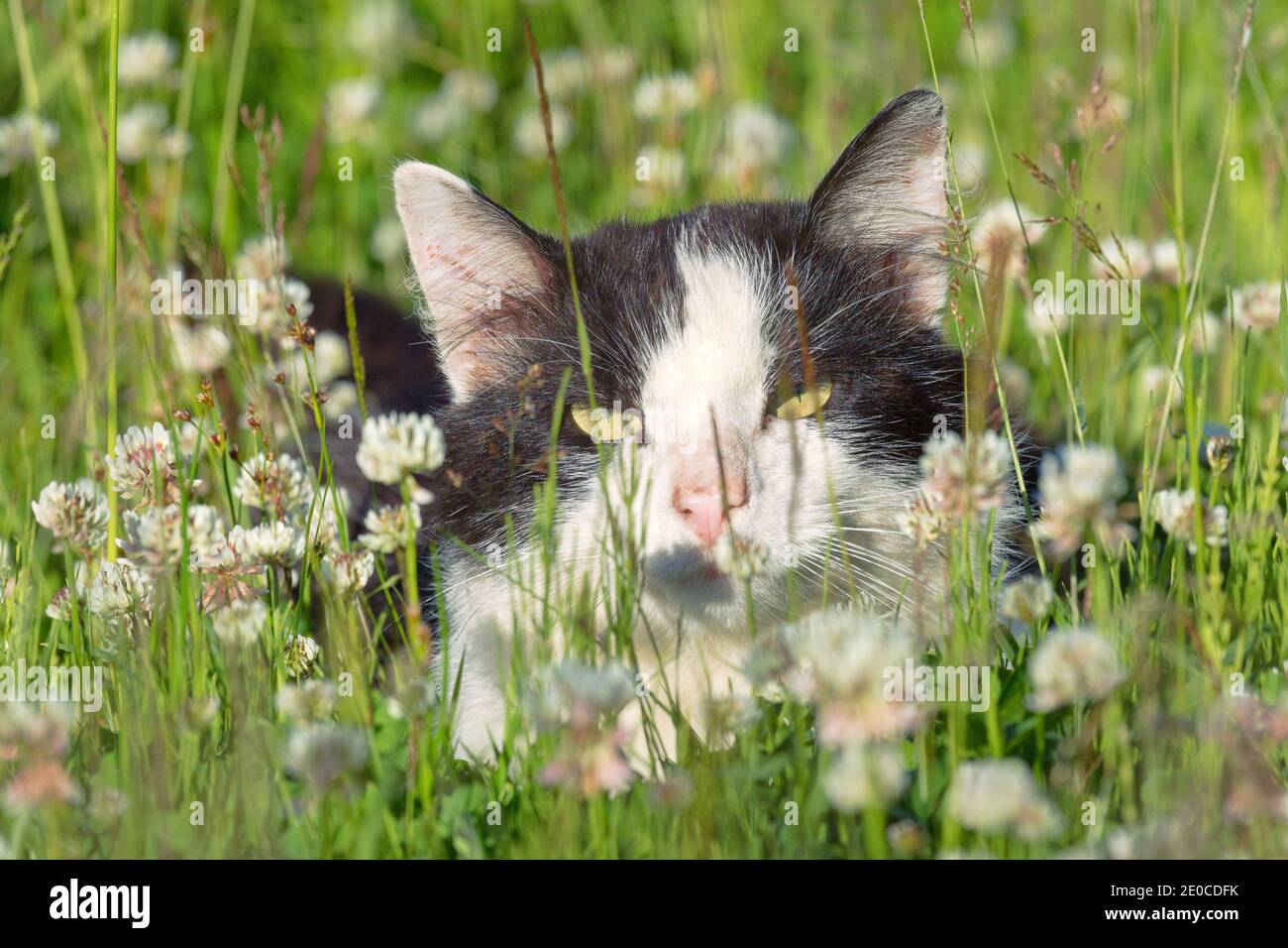 Feral tomcat hi-res stock photography and images - Alamy