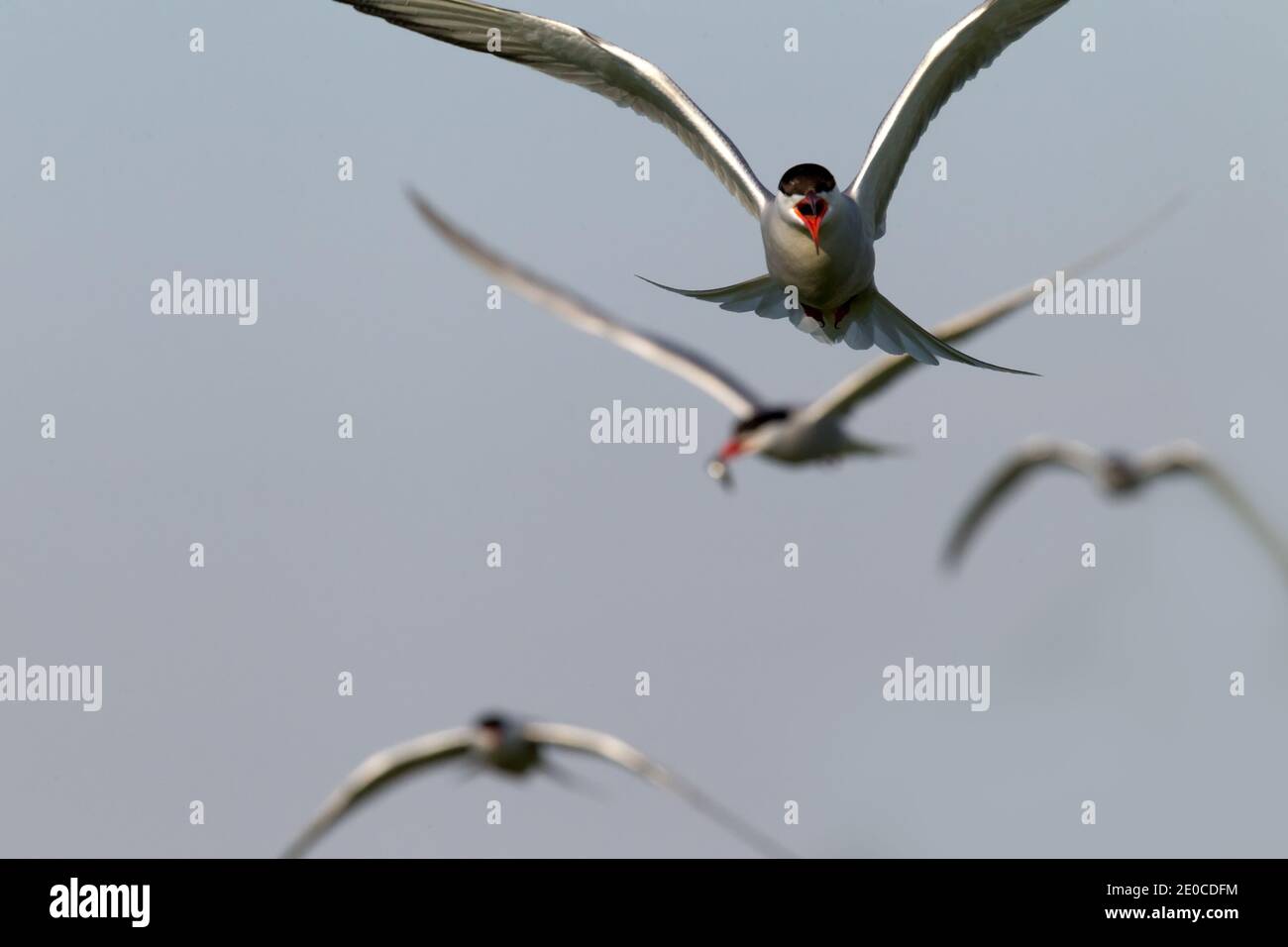 Common terns (Sterna hirundo) flies over a nesting colony and mobbing ...