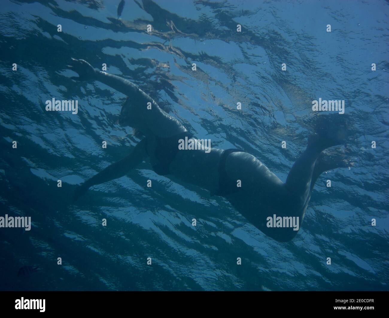 woman in swimming from below during dive Stock Photo - Alamy