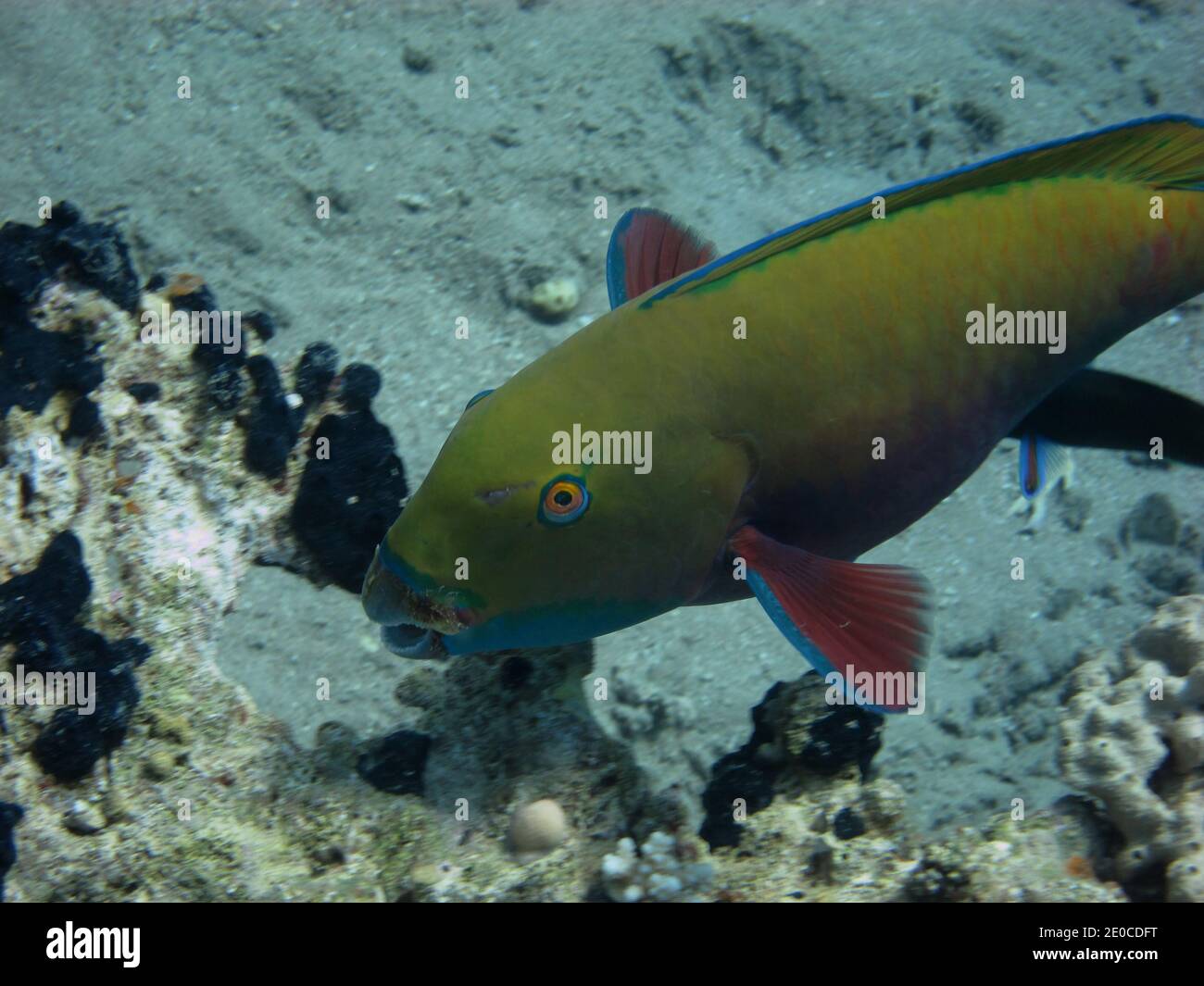 large colorful fish in the red sea egypt Stock Photo - Alamy