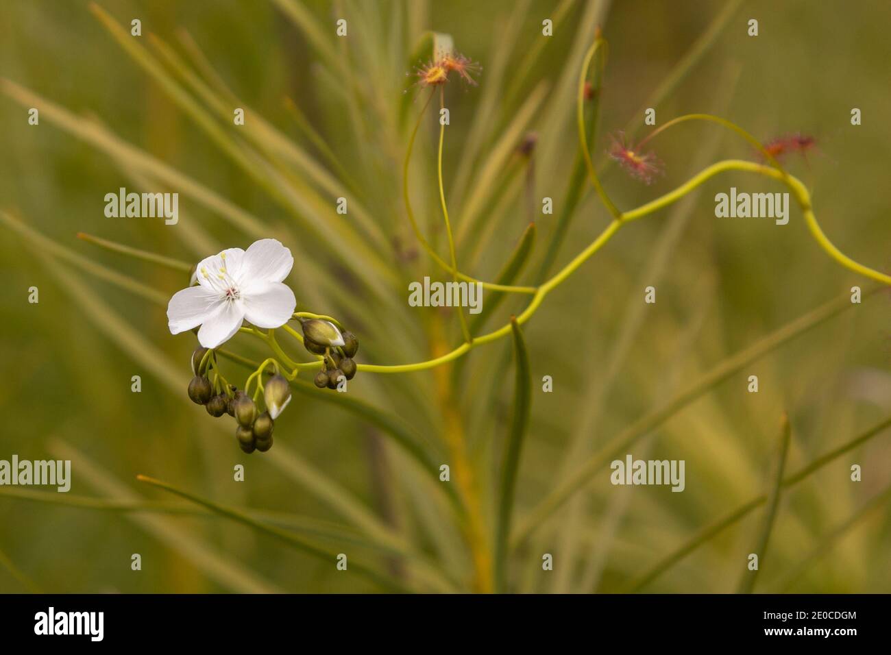 The white flower of Drosera erythrogyne, one of the tallest Sundews of ...