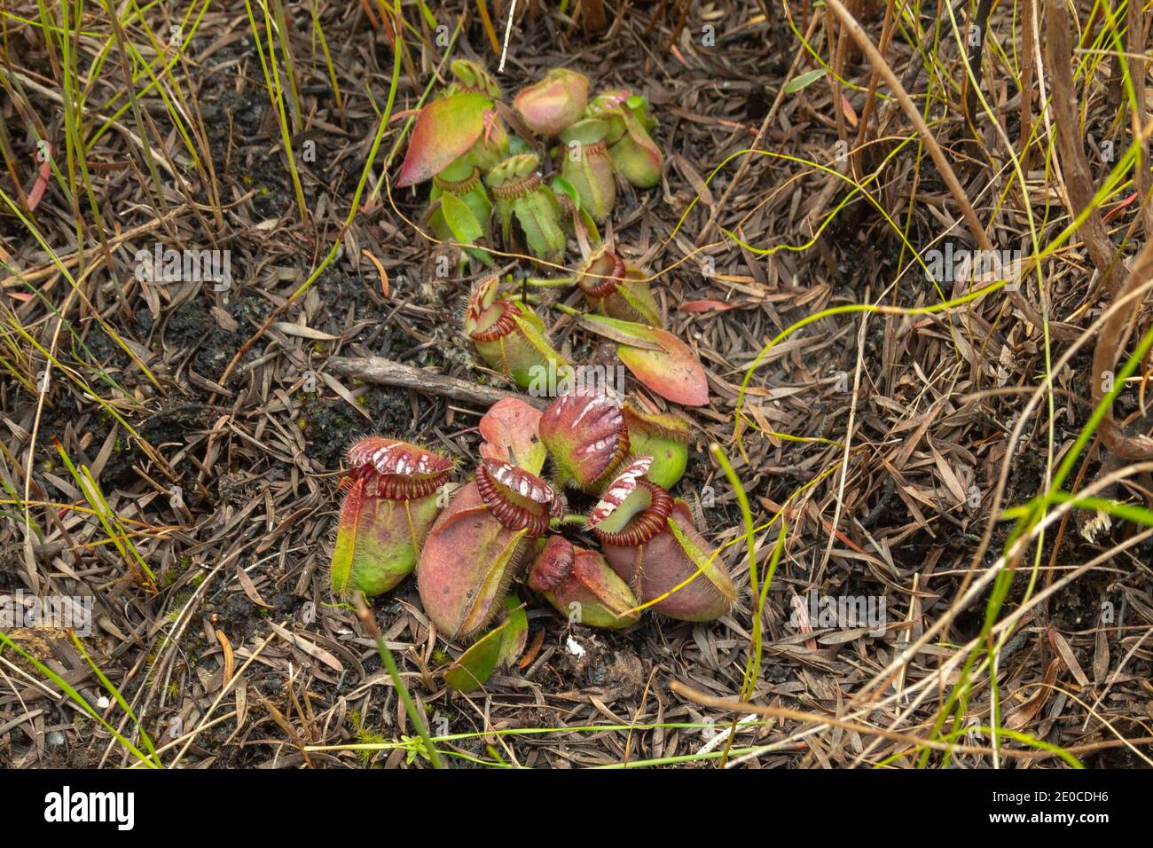 Group of pitcher plants hi-res stock photography and images - Alamy