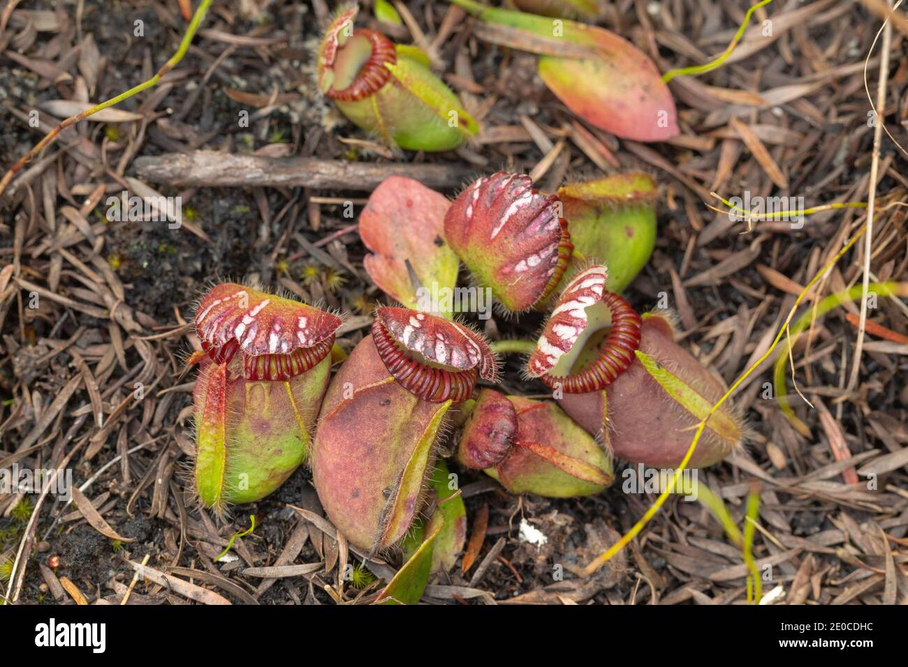 Group of pitcher plants hi-res stock photography and images - Alamy