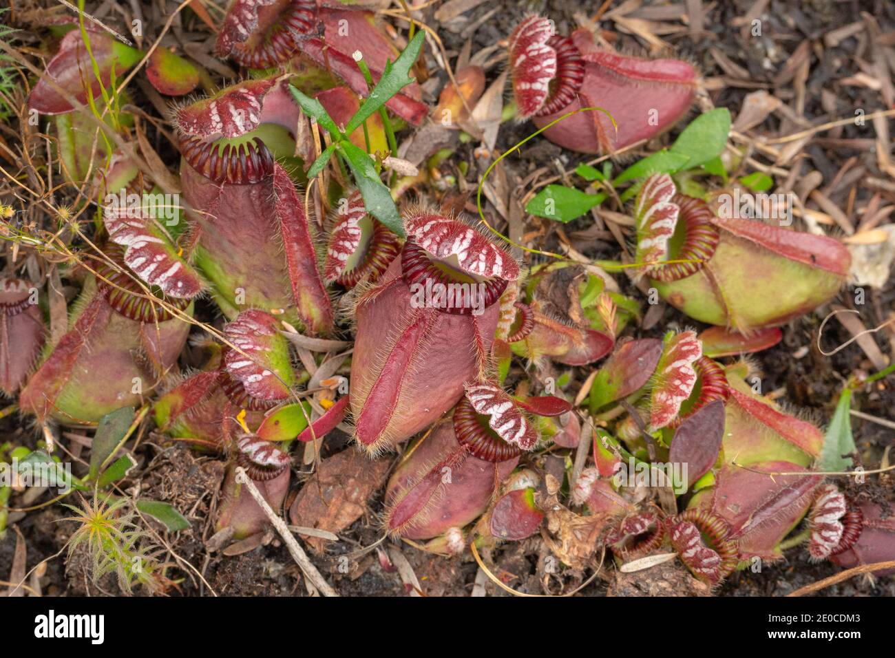 Group of pitcher plants hi-res stock photography and images - Alamy