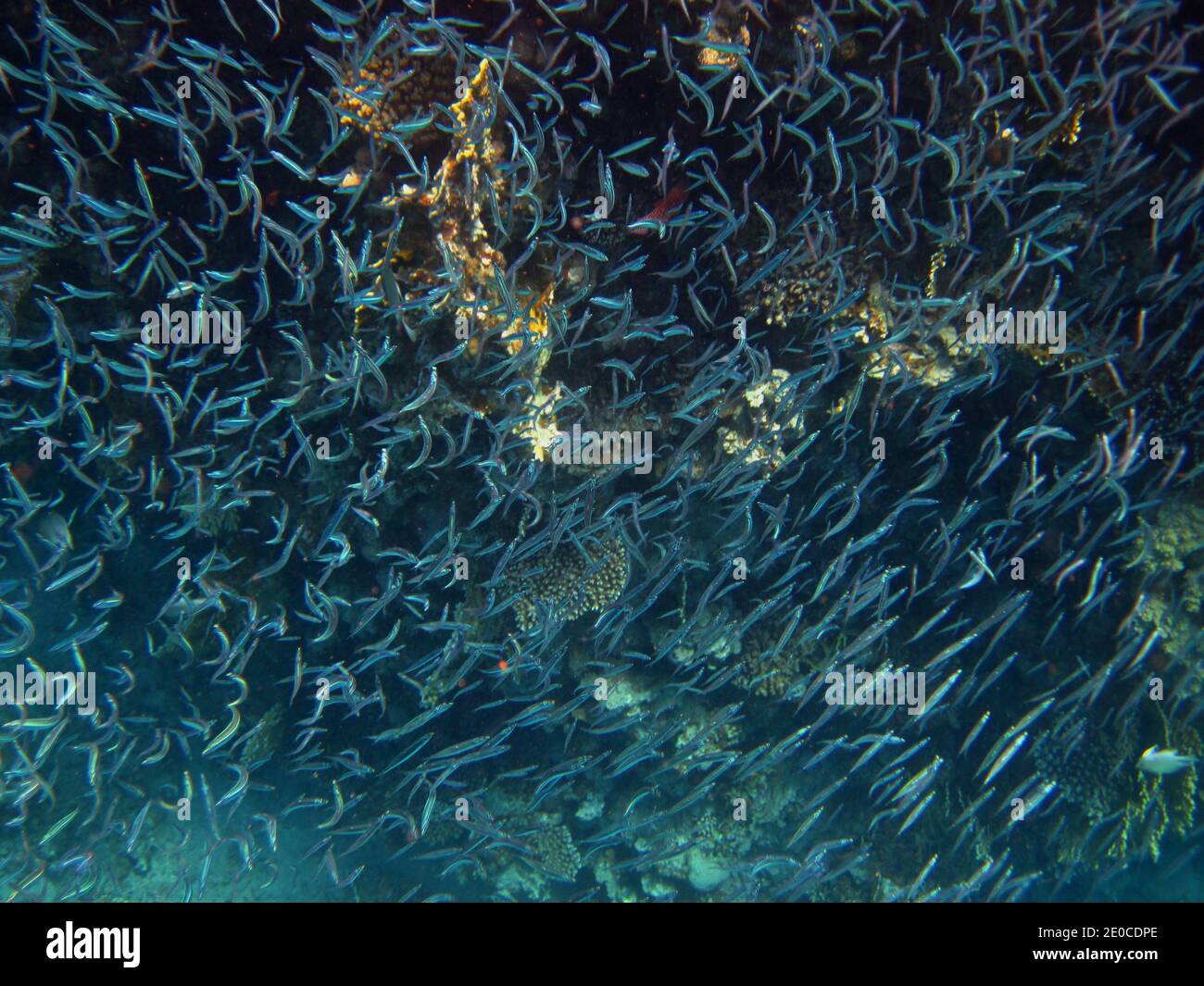 a lot of little blue fish in the red sea Stock Photo - Alamy