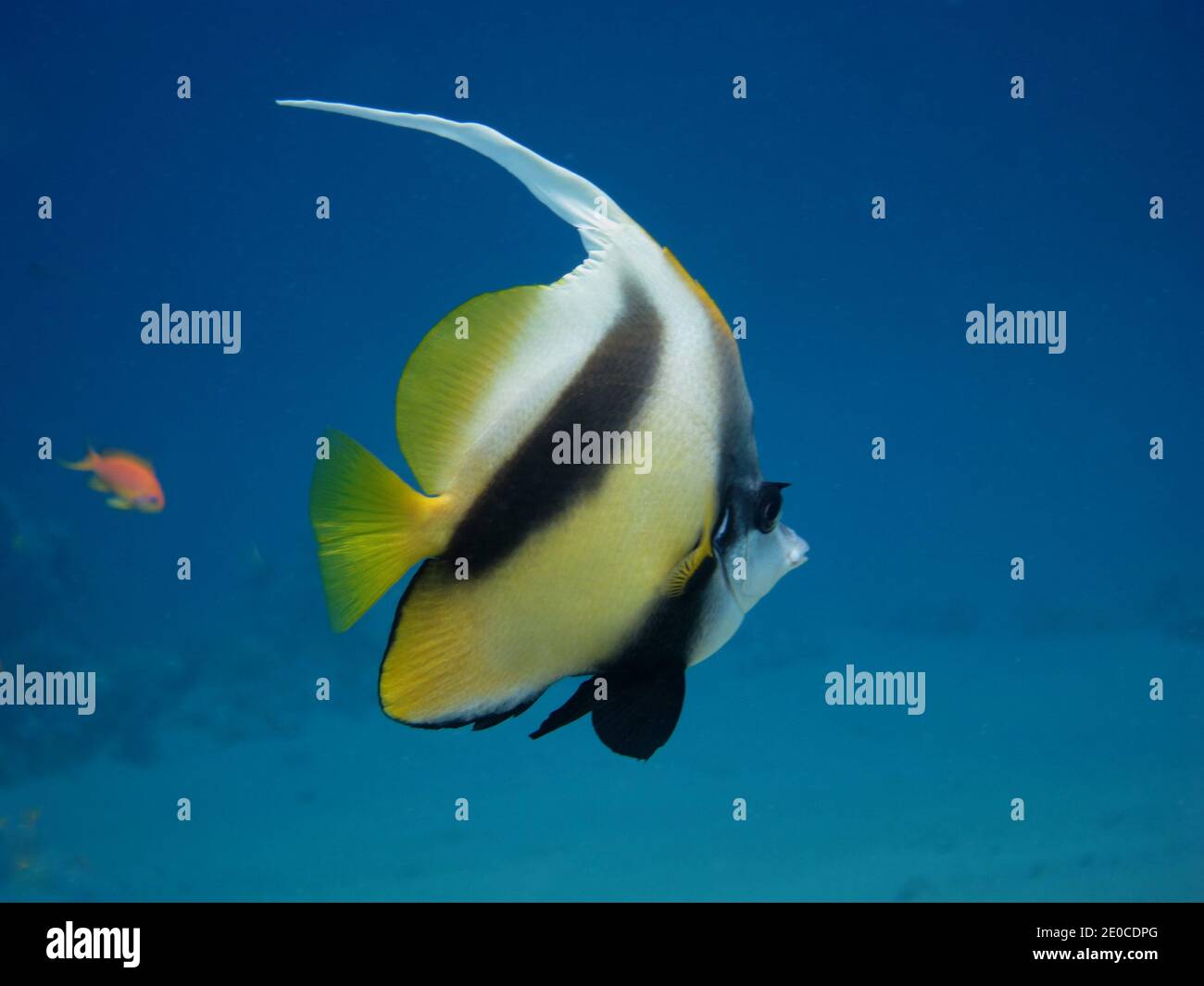 Pennant fish hi-res stock photography and images - Alamy