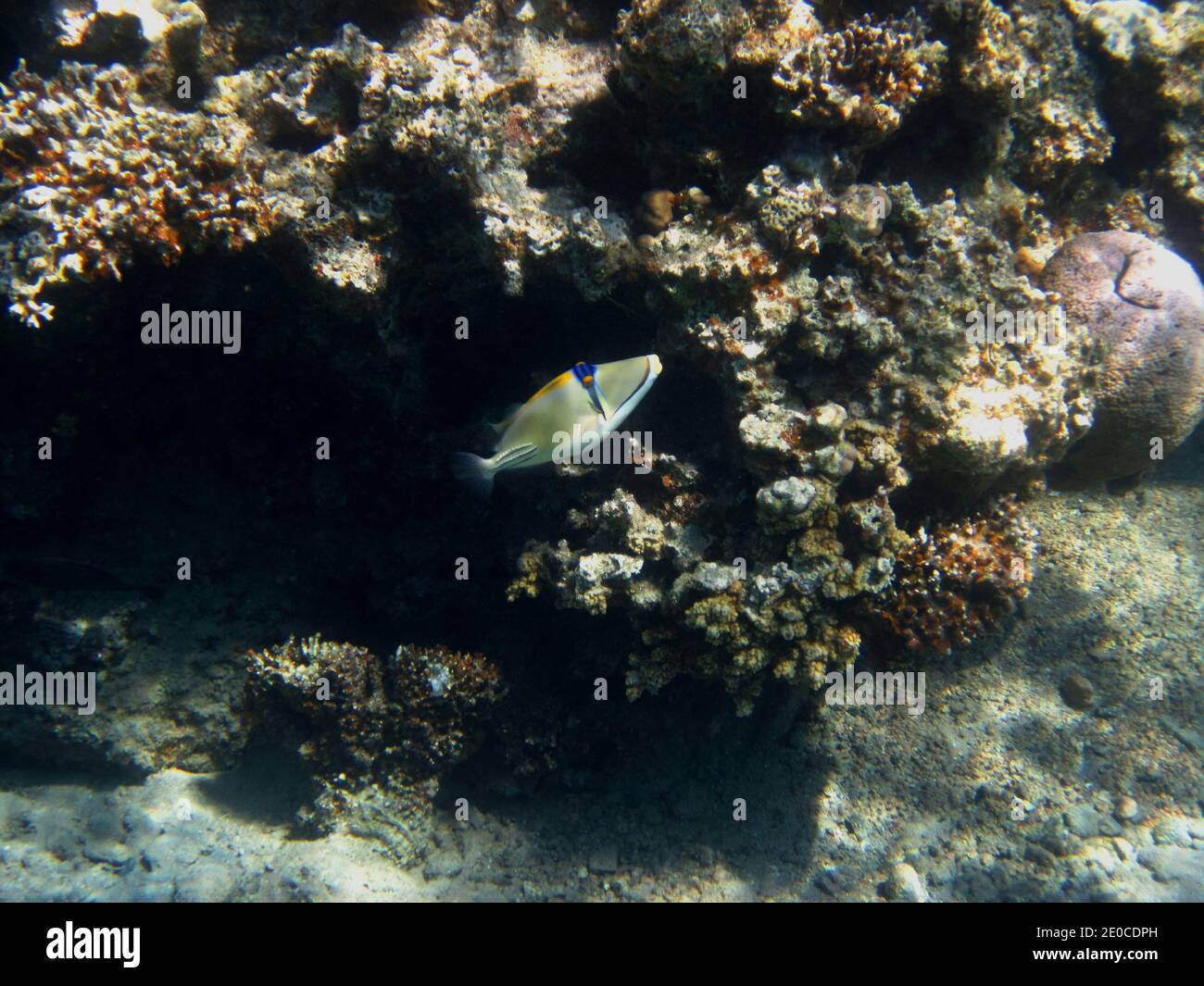 Picasso fish hi-res stock photography and images - Alamy