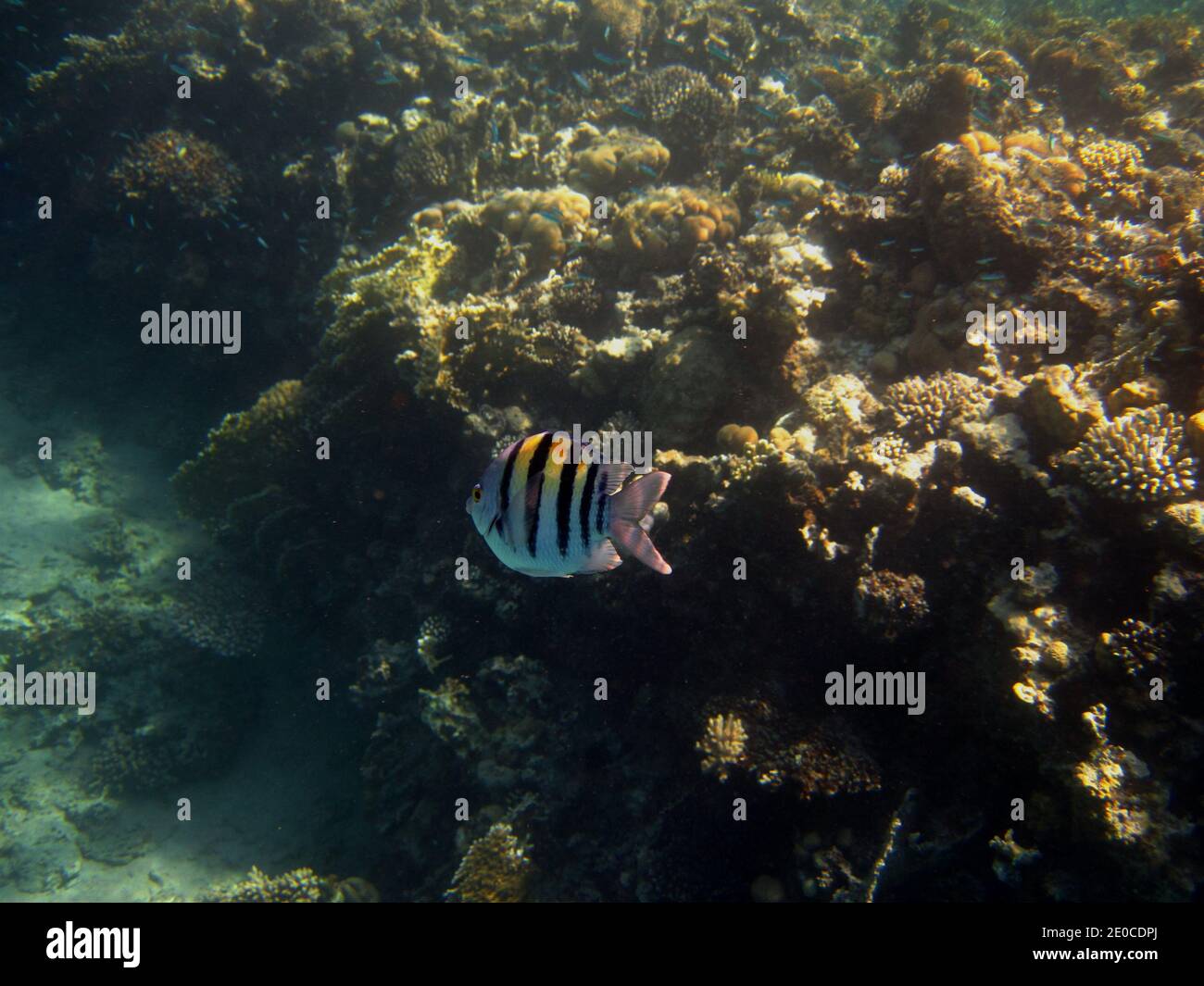 small striped sergeant fish in the red sea Stock Photo - Alamy