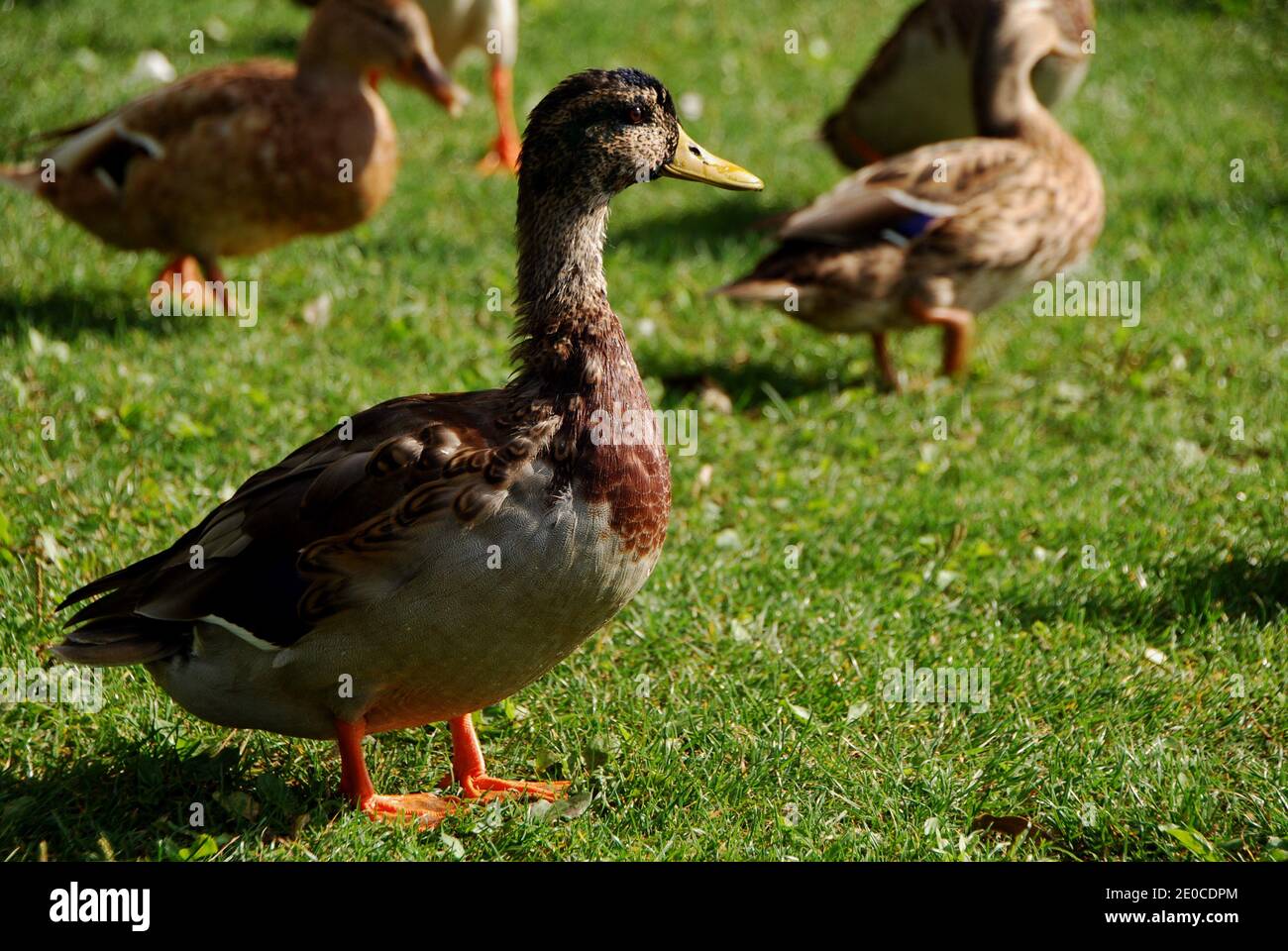 Many beautiful ducks on hi-res stock photography and images - Alamy