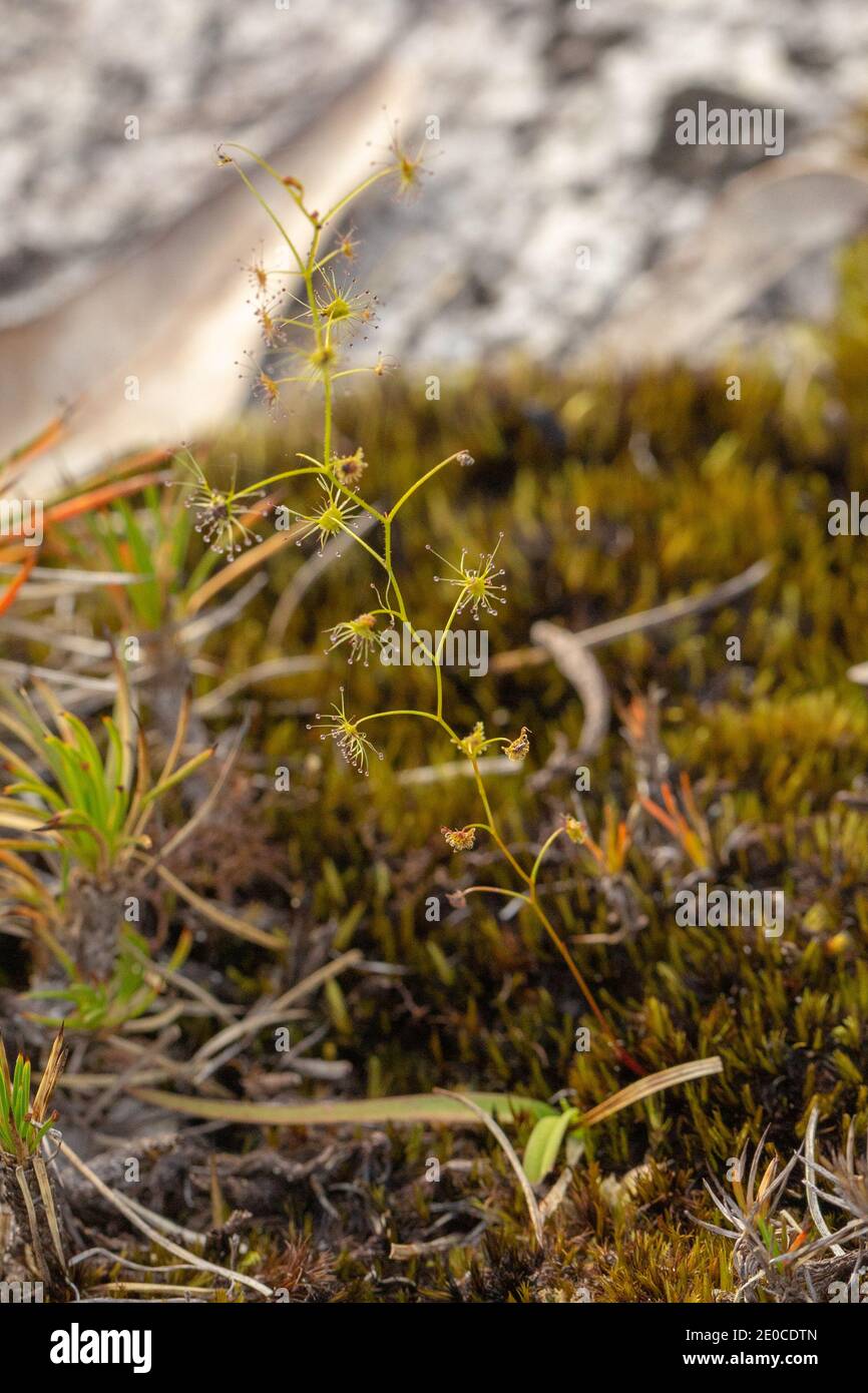 single plant of the green Drosera modesta seen on a granite rock close ...