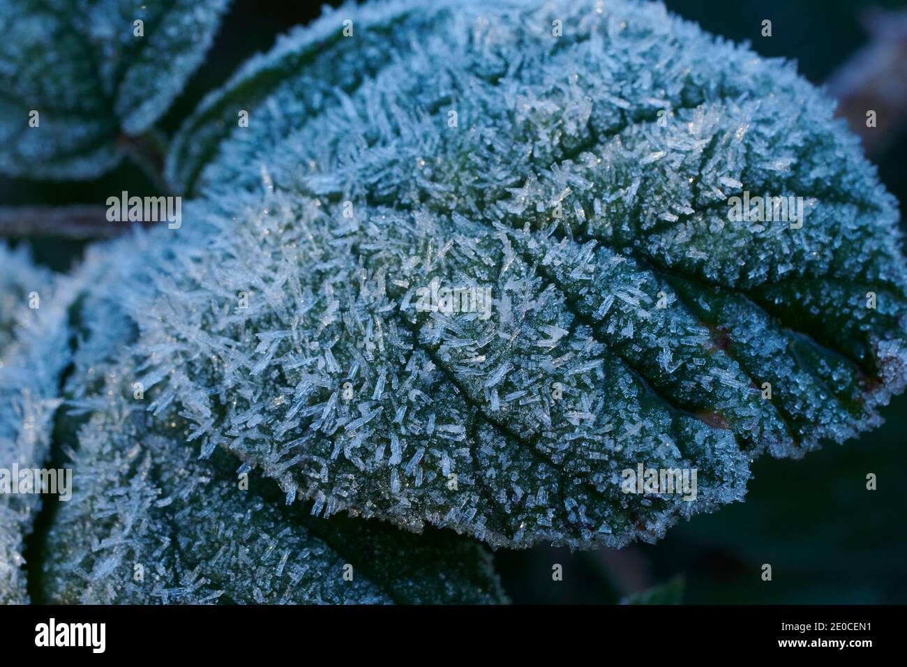 Frosted bramble leaf hi-res stock photography and images - Alamy