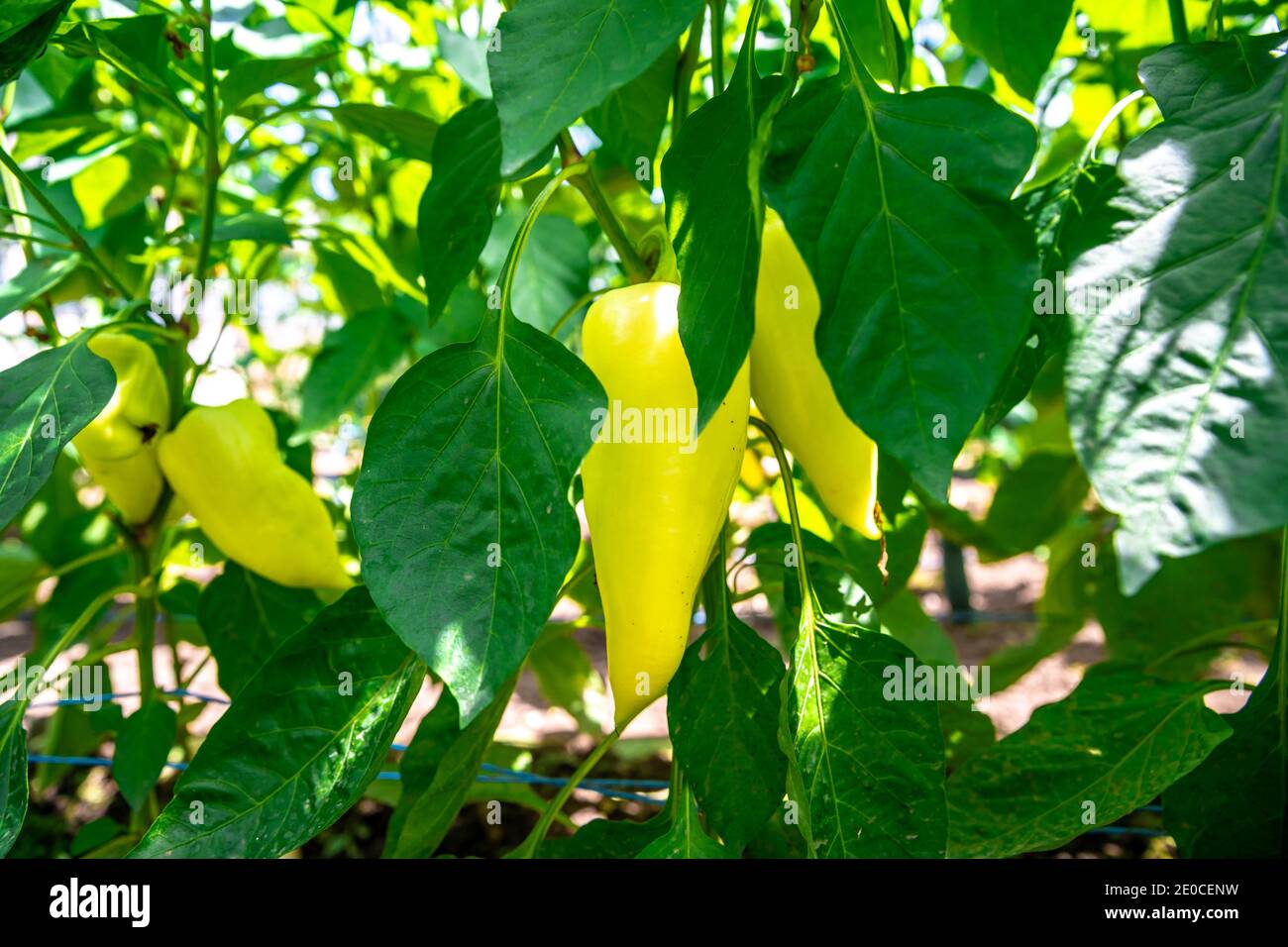 yellow peppers grown in a greenhouse on an organic farm Stock Photo - Alamy