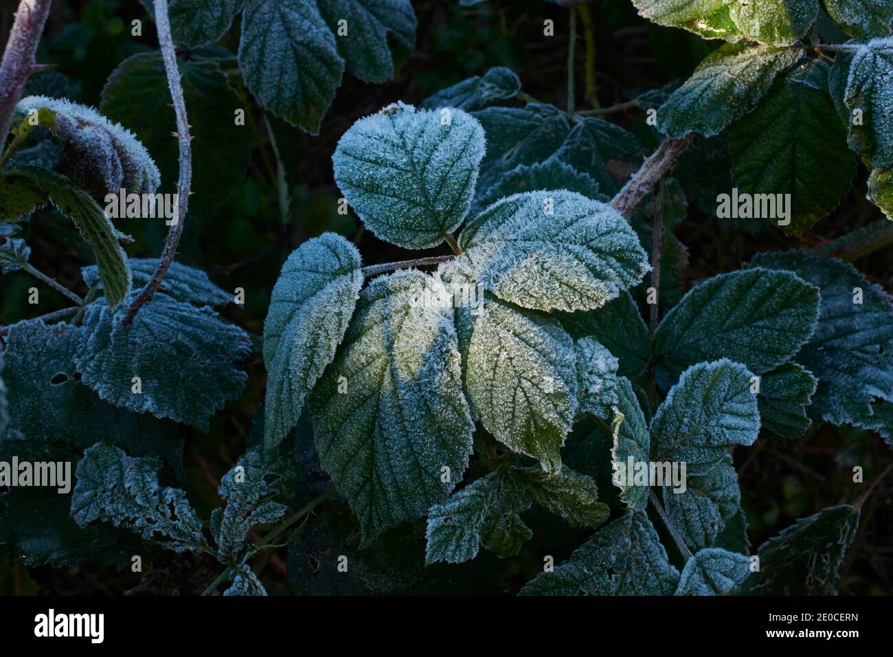 Bramble vine thorn hi-res stock photography and images - Alamy