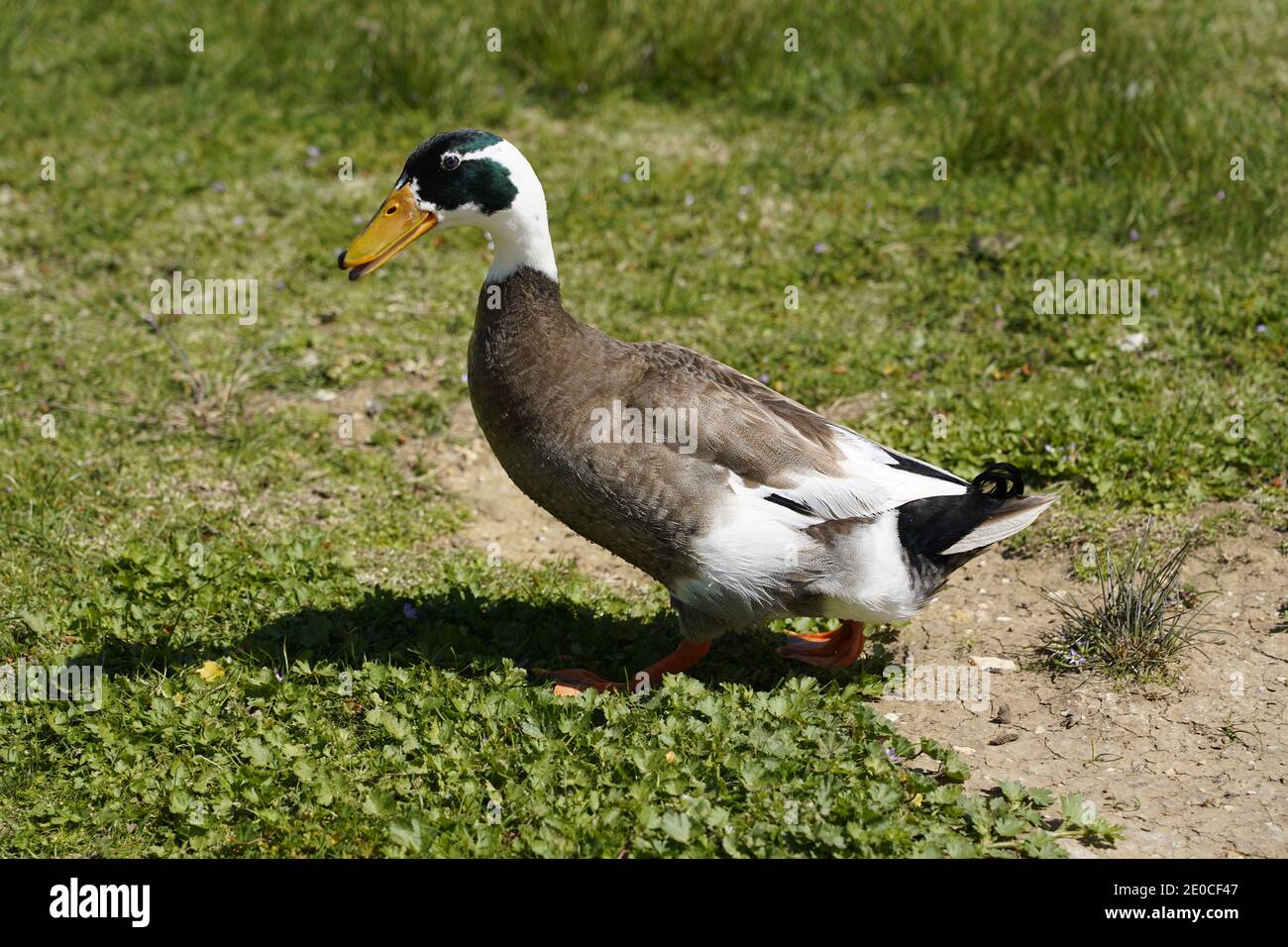 Lone ranger duck with green mask, male and female Stock Photo - Alamy