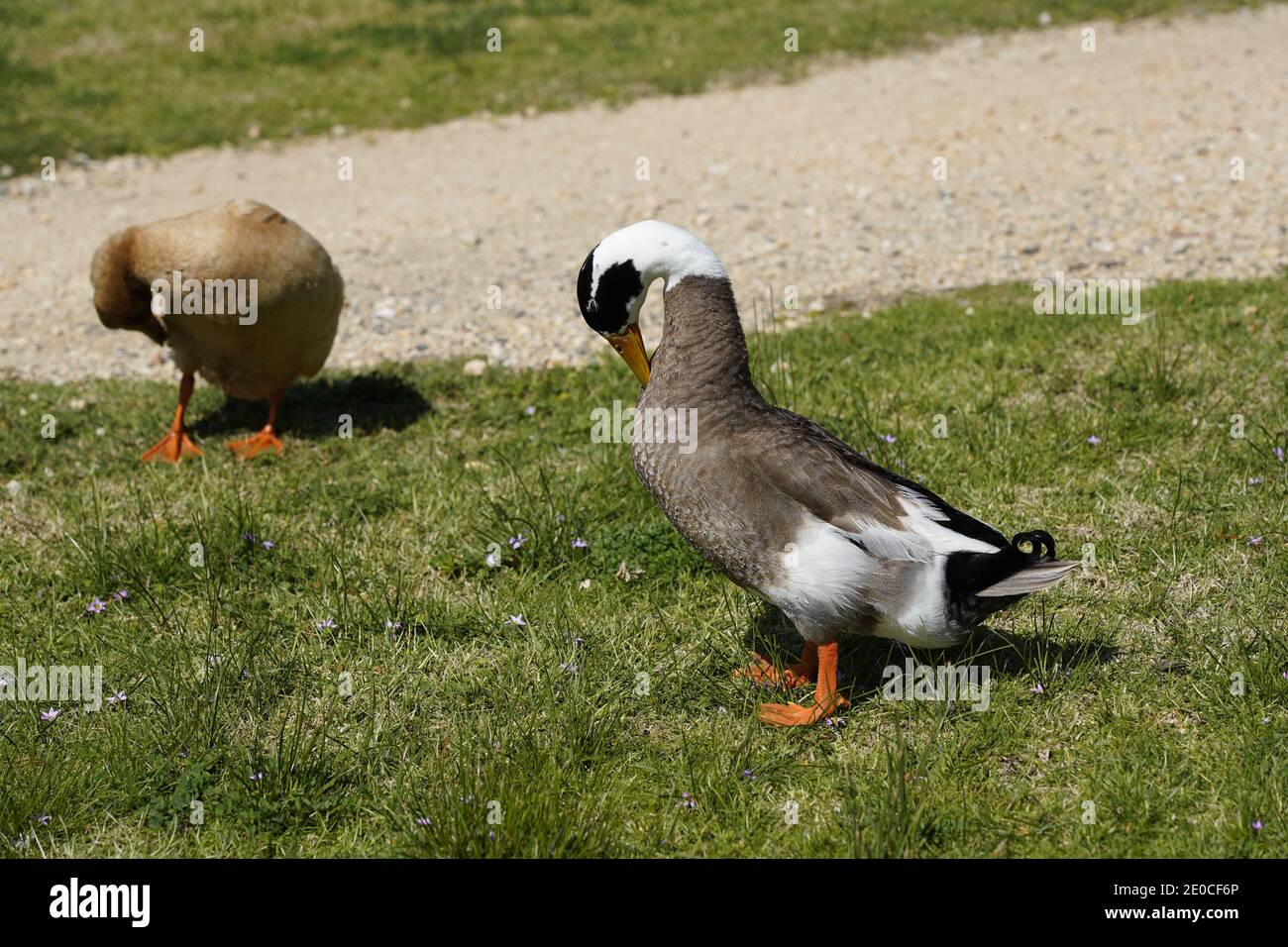 Female ranger australia hi-res stock photography and images - Alamy
