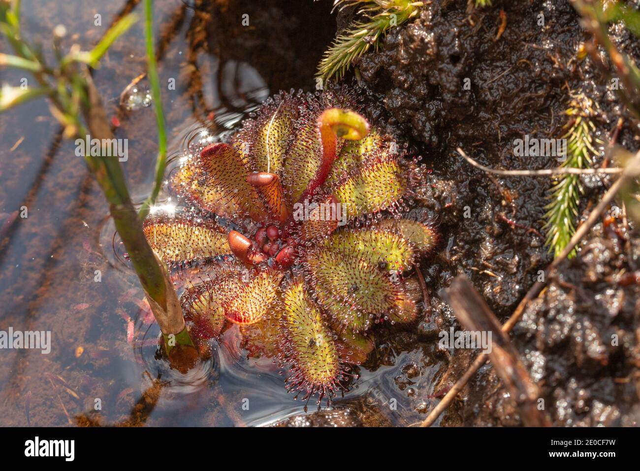 rosette of Drosera hamiltonii with flower stalk seen in wet natural ...