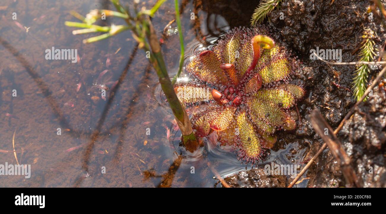rosette of Drosera hamiltonii with flower stalk seen in wet natural ...