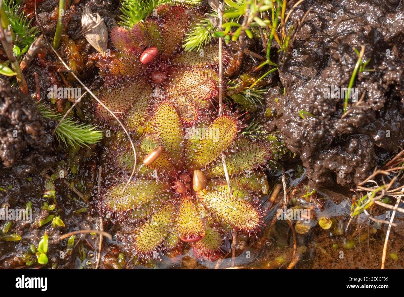 some rosettes of the endemic Sundew Drosera hamiltonii seen east of ...