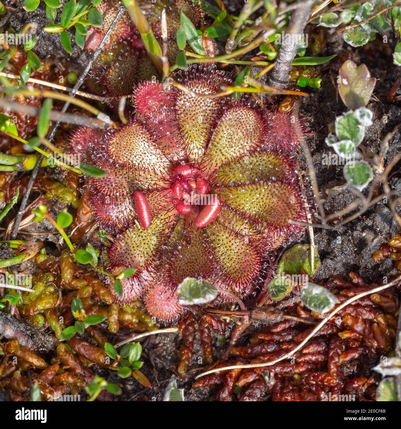 Drosera hamiltonii hi-res stock photography and images - Alamy