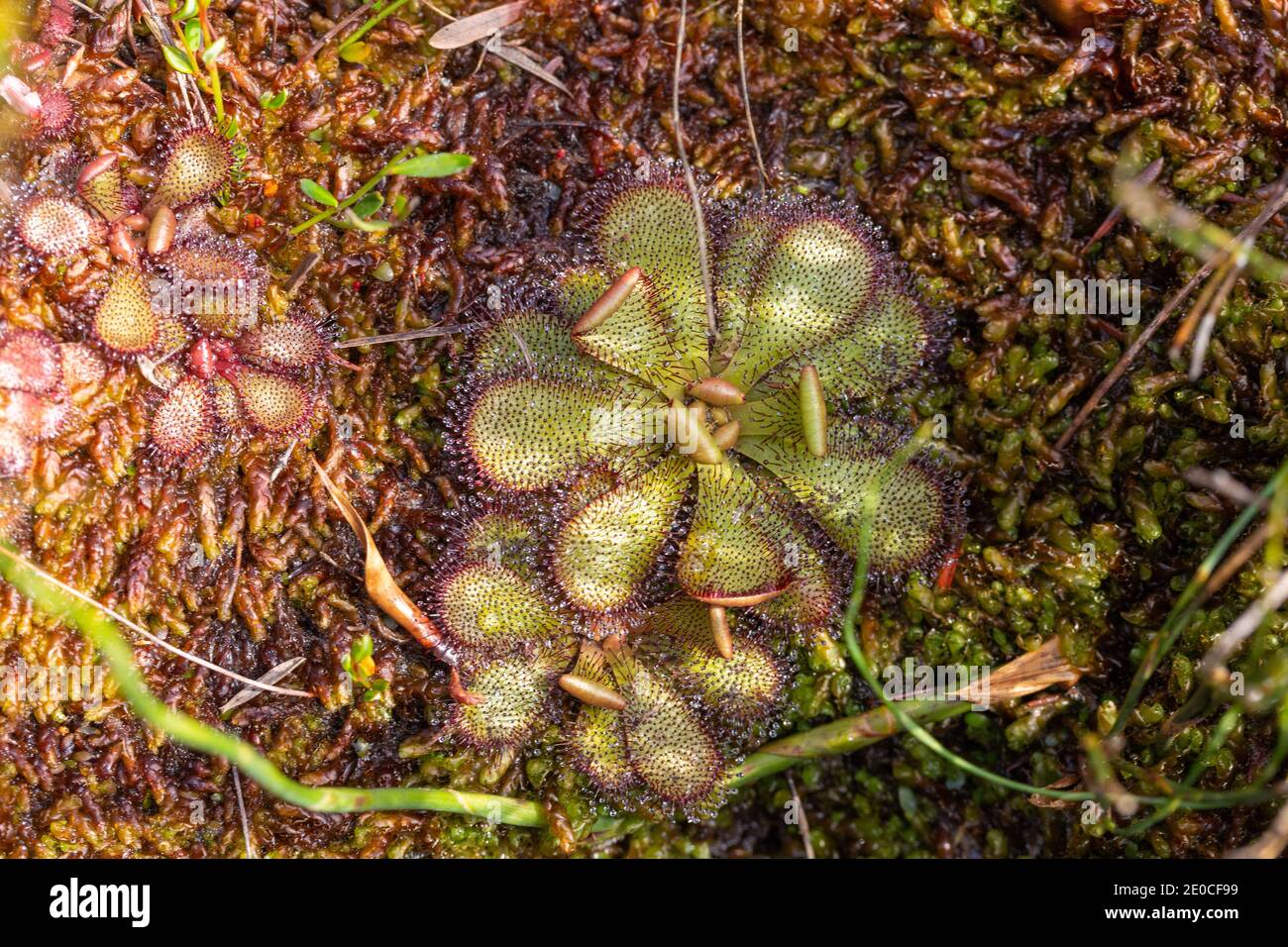 The rare and endemic carnivorous plant Drosera hamiltonii from the ...