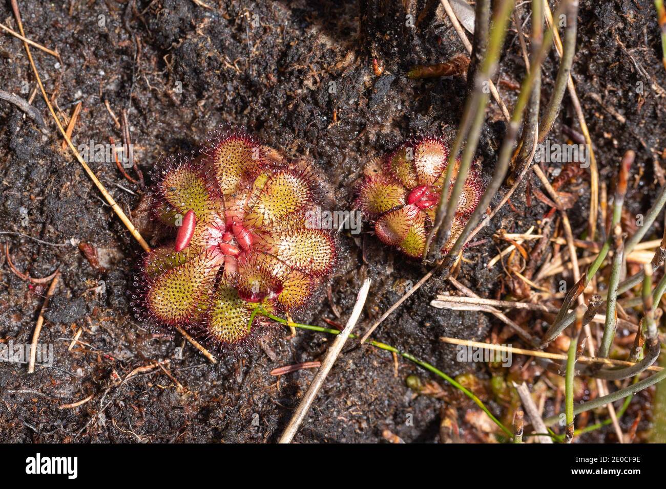 The rare and endemic carnivorous plant Drosera hamiltonii from the ...
