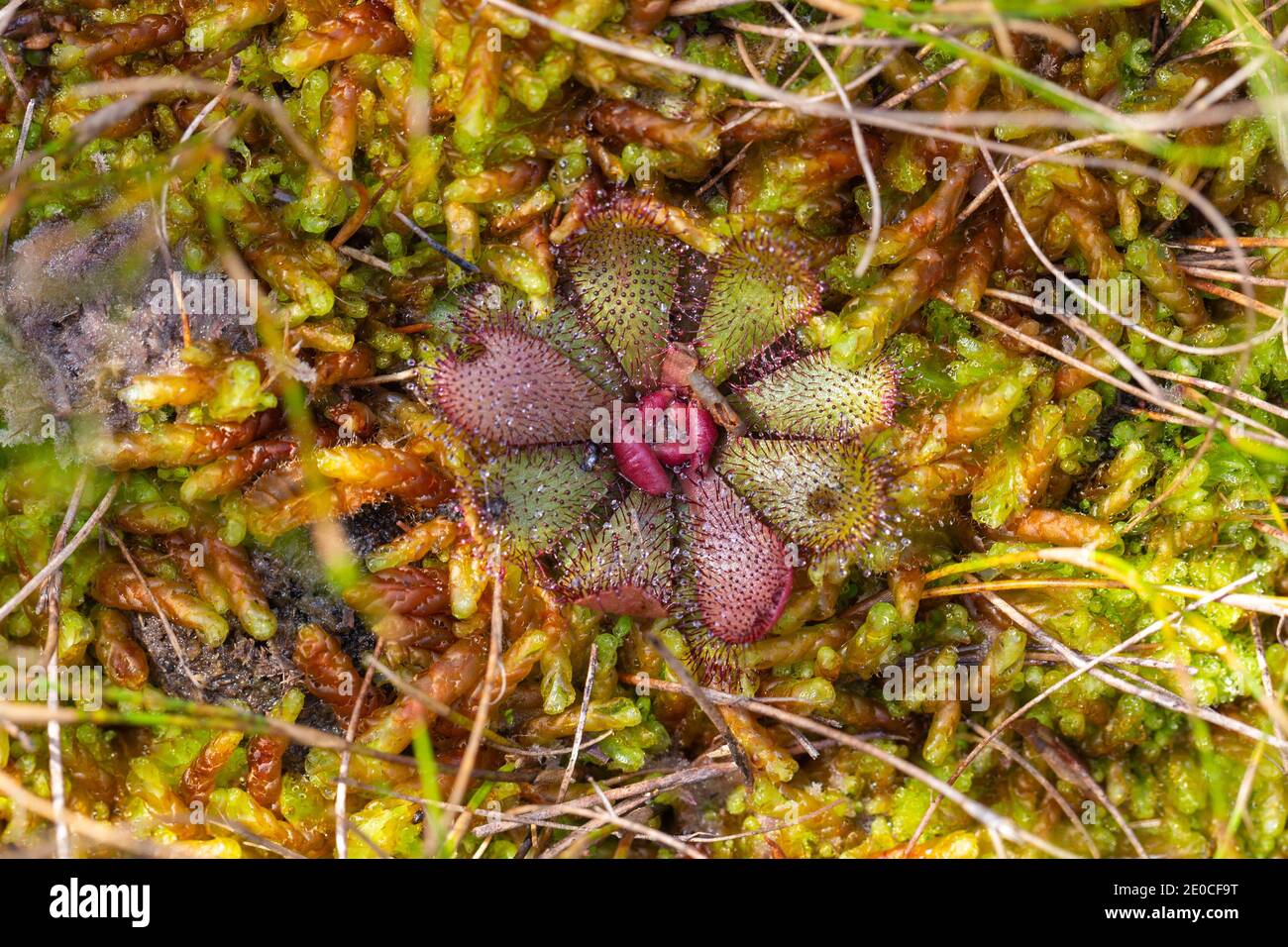 single plants of Drosera hamitlonii, a carnivorous plant, growing in ...