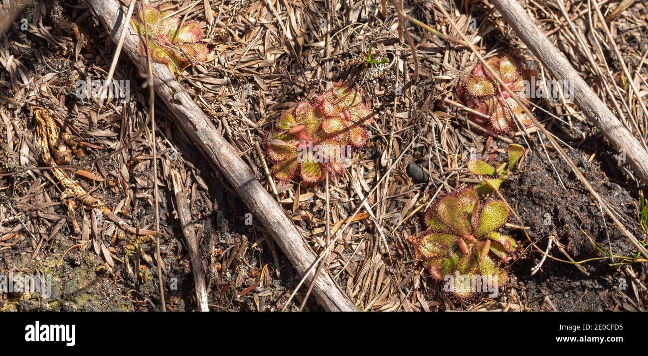scattered rosettes of the endemic Sundew Drosera hamiltonii seen east ...