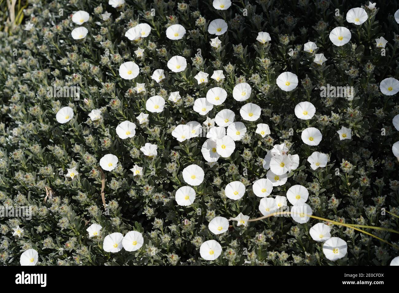 convolvulus cneorum - silver bush, large white flowers in Australia ...