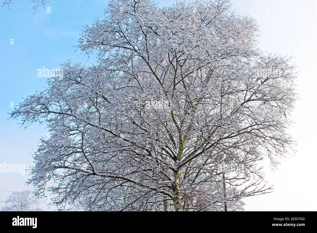 Big trees and snow hi-res stock photography and images - Alamy
