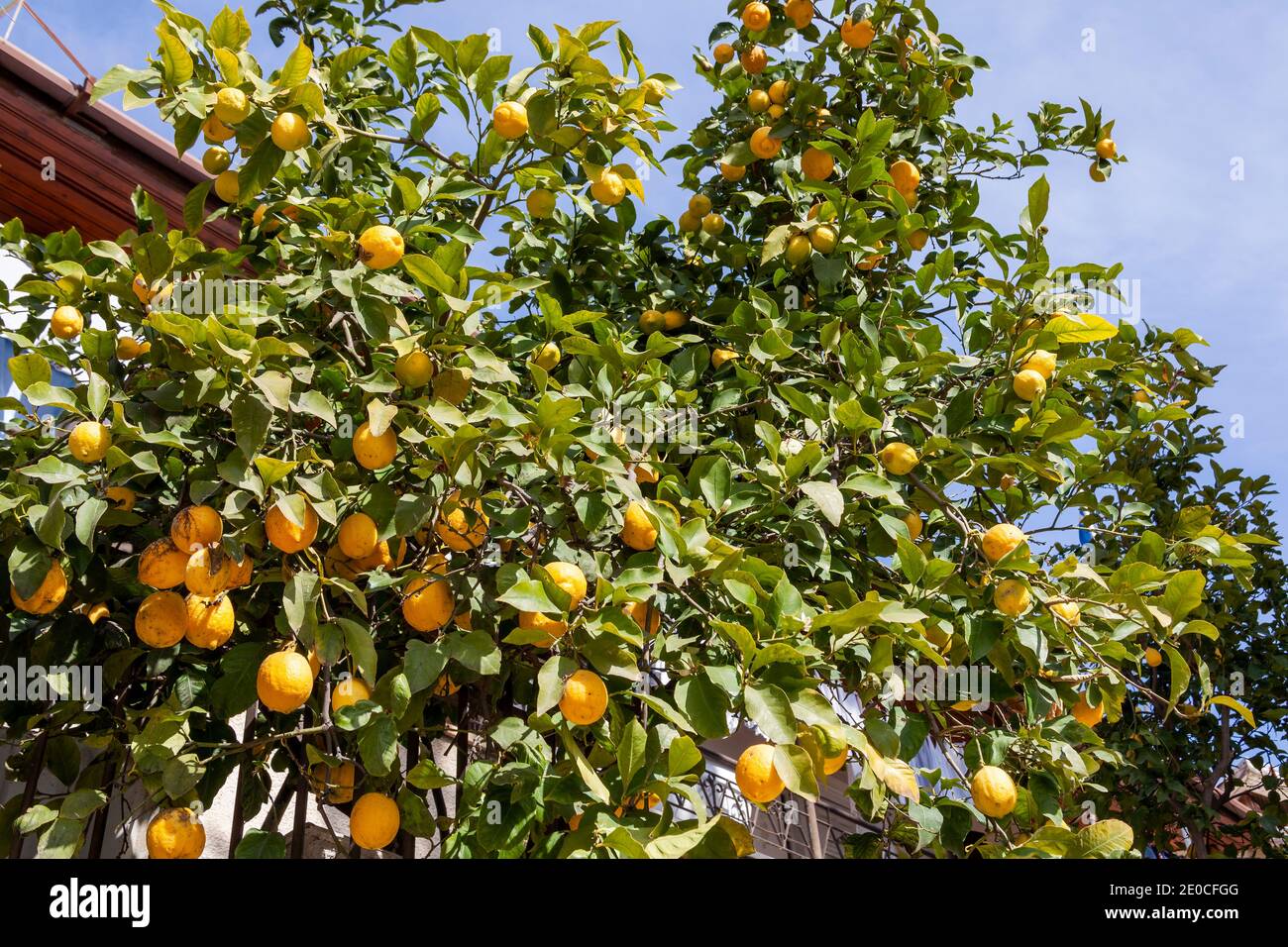 Benefits of citrus hi-res stock photography and images - Alamy