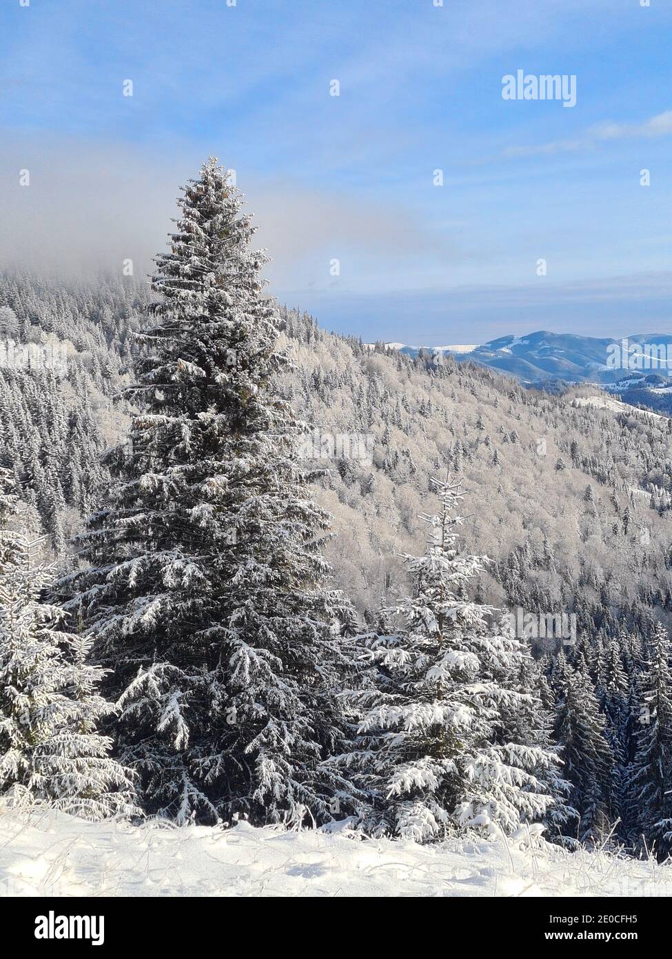 Big Fir Tree High Resolution Stock Photography and Images - Alamy