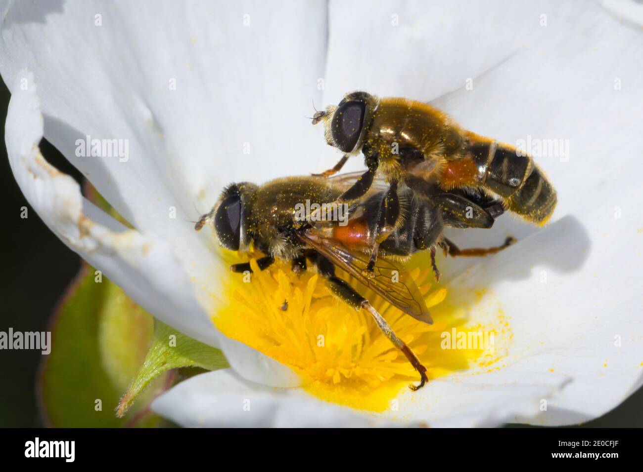 Schwebfliege, Paarung, Pärchen, Kopulation, Kopula, Merodon spec ...