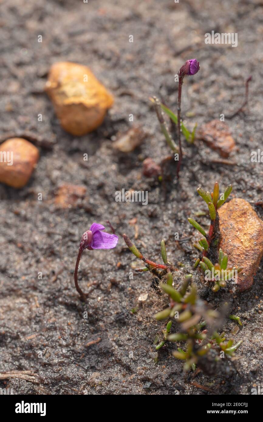 Utricularia simplex hi-res stock photography and images - Alamy