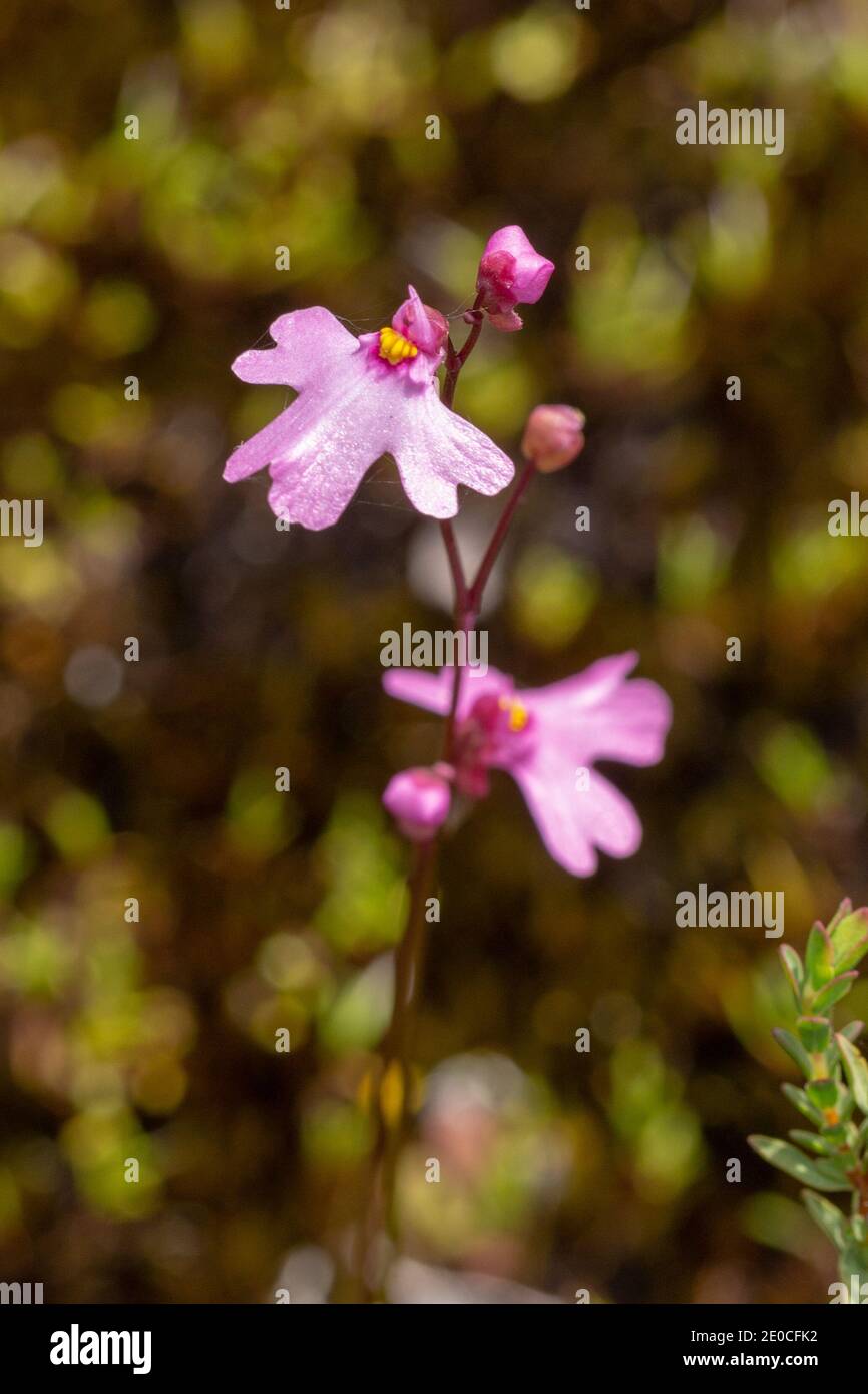 The pink flower of the annual terrestrial Bladderwort Utricularia ...
