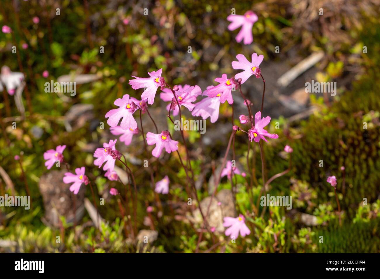 The pink flower of the annual terrestrial Bladderwort Utricularia ...