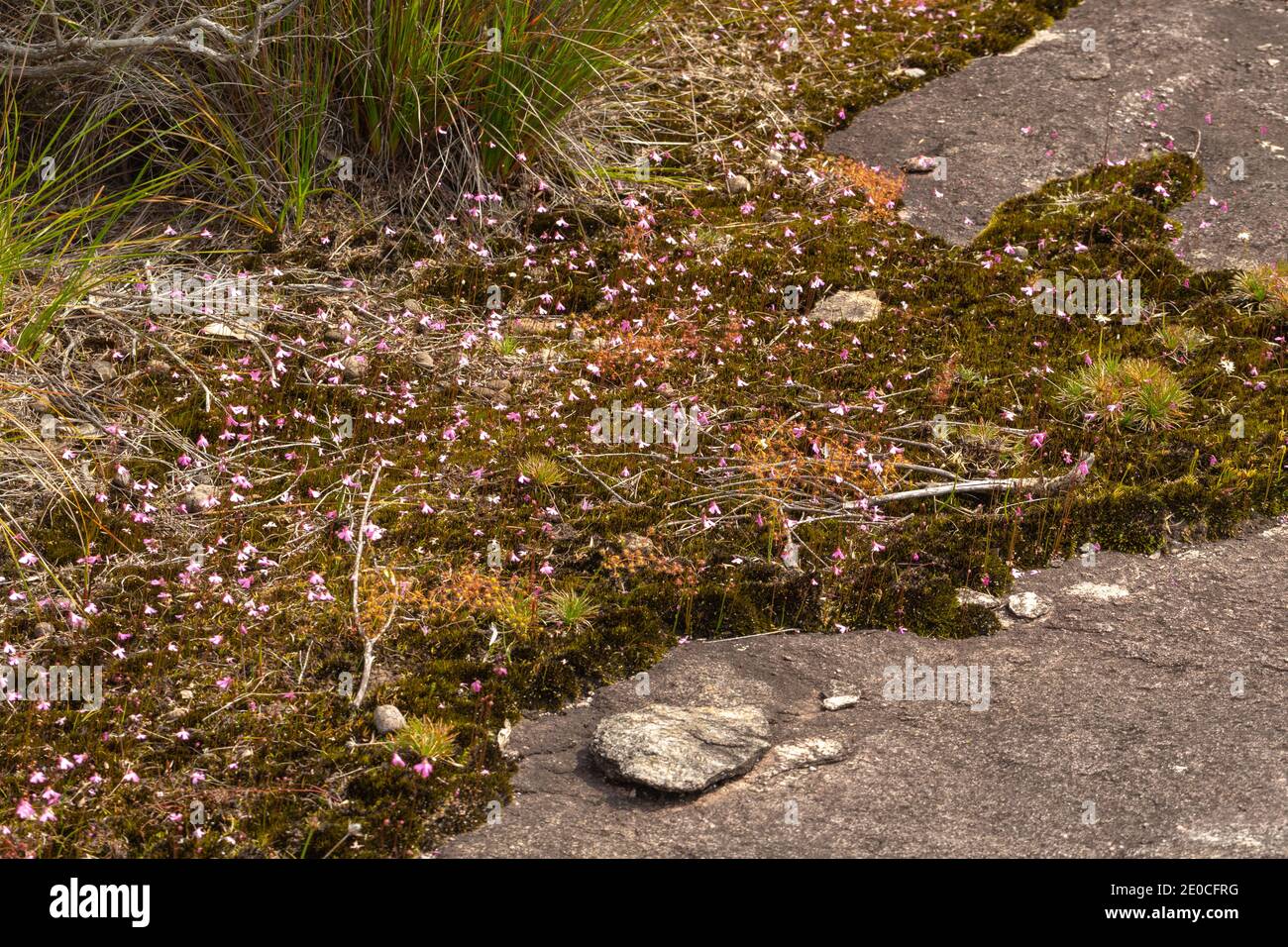 Tuberous utricularia hi-res stock photography and images - Alamy