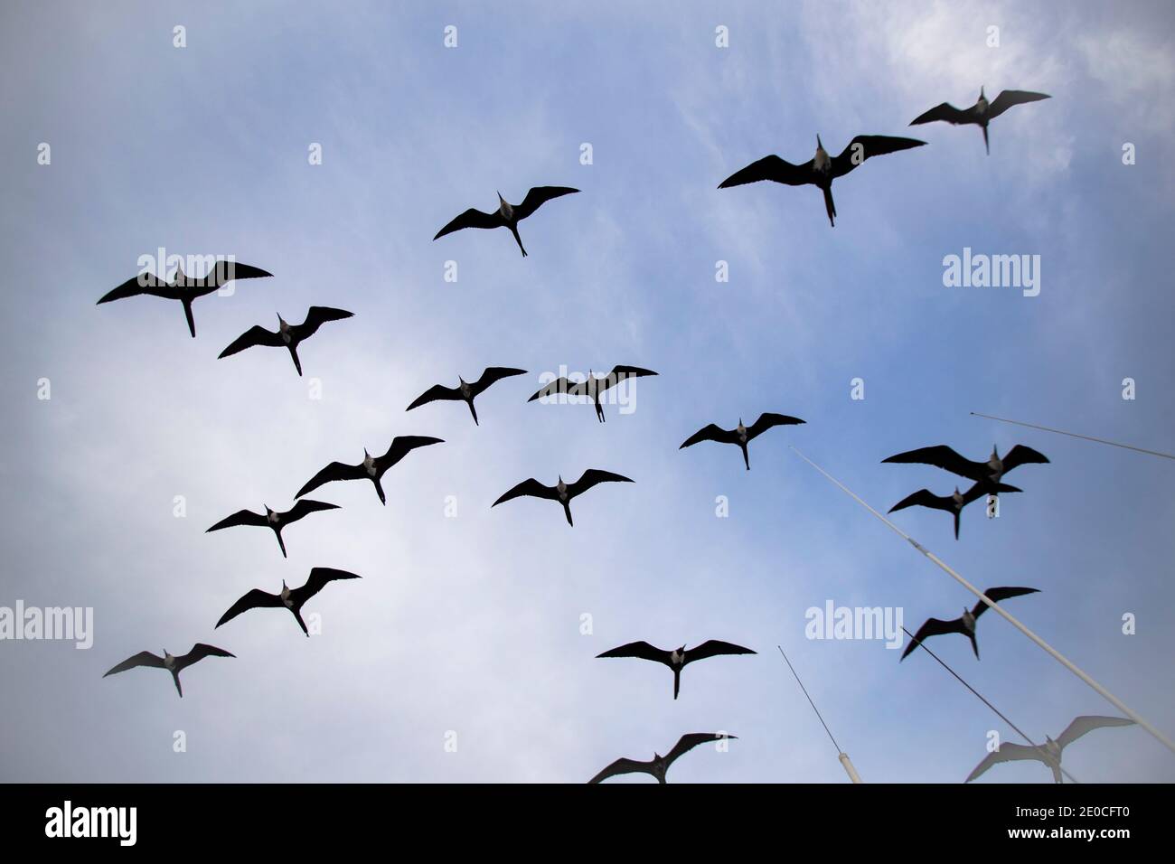 Magnificent frigatebird (Fregata magnificens), breeding colony in Bahia ...