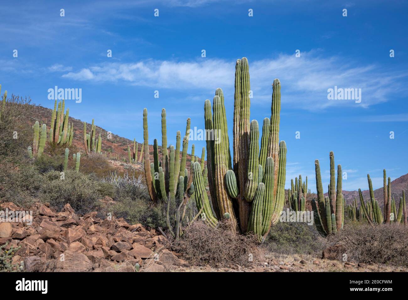 Mexican giant cardon cactus (Pachycereus pringlei), on Isla San Esteban ...