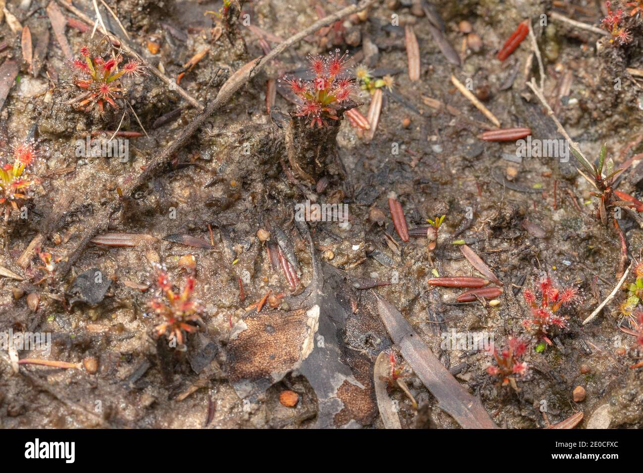 colony of Drosera enodes, a pygmy Sundew, found close to Walpole in ...