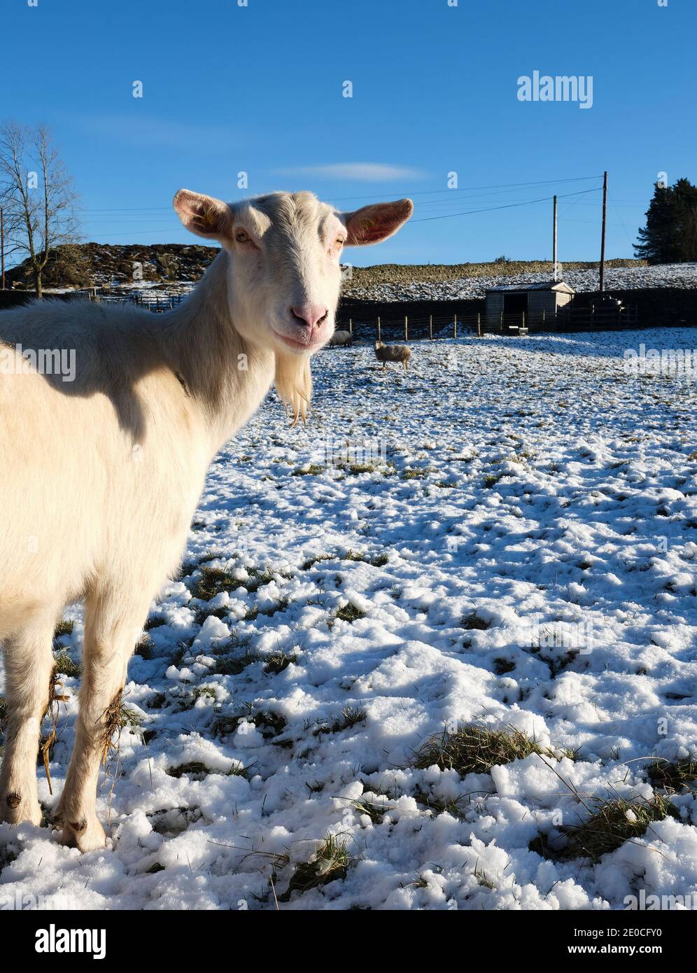 An inquisitive goat on a late afternoon in December on a snowy ...