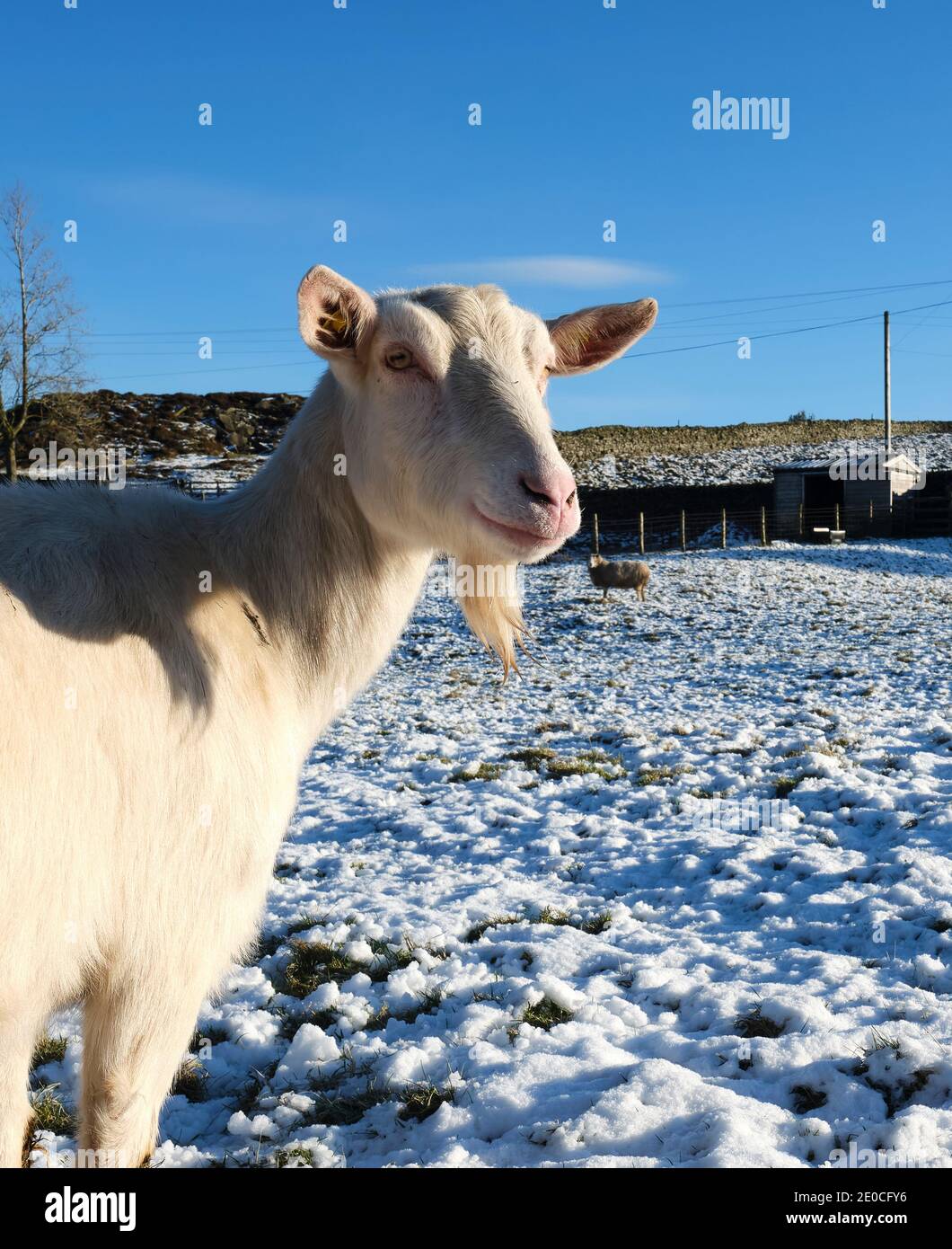 An inquisitive goat on a late afternoon in December on a snowy ...
