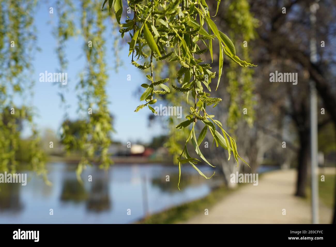 Greed tree leaf on the banks of lake Victoria illustrating Australias ...