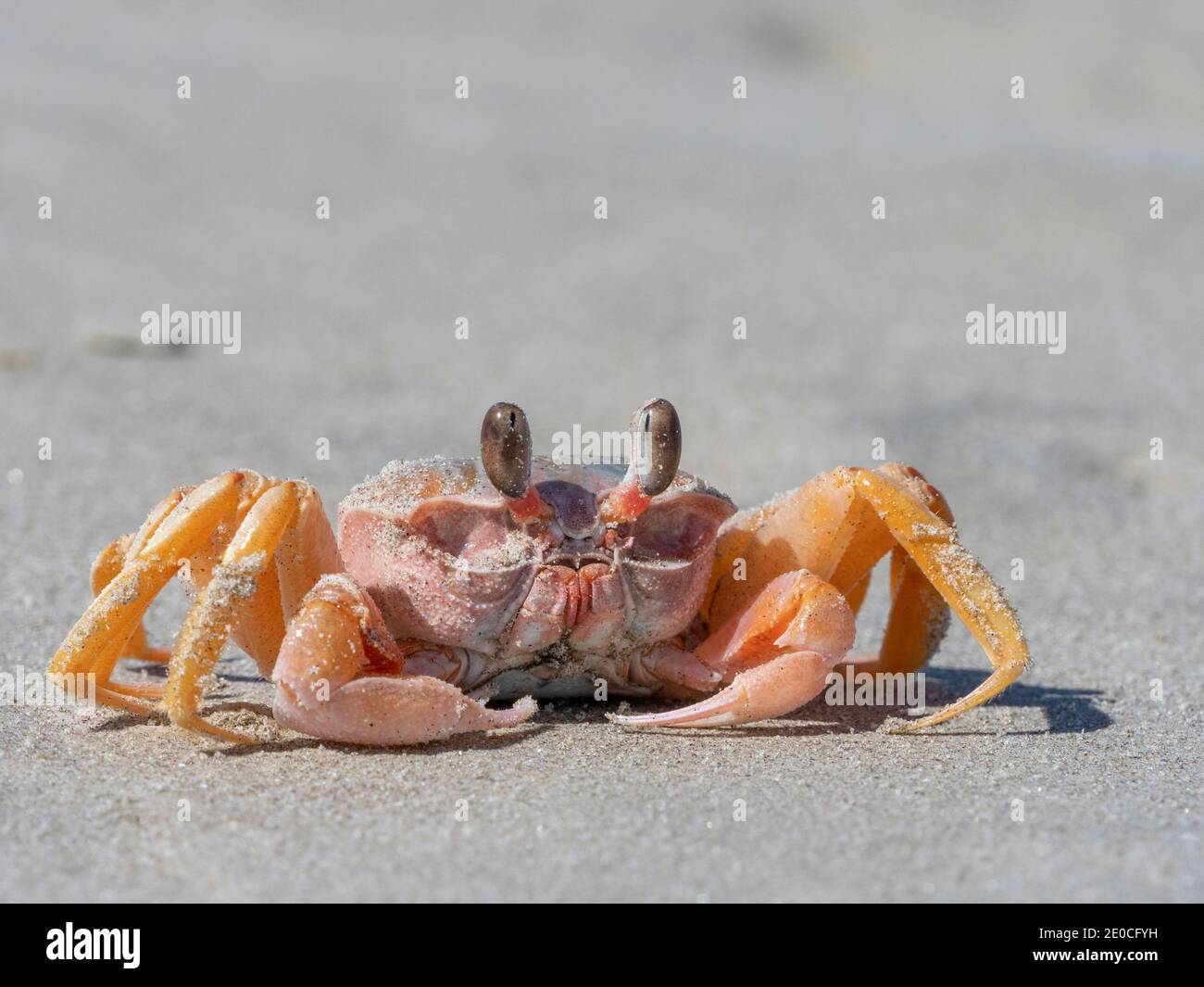 Adult ghost crab (Ocypode spp), on the beach at Isla Magdalena, Baja ...