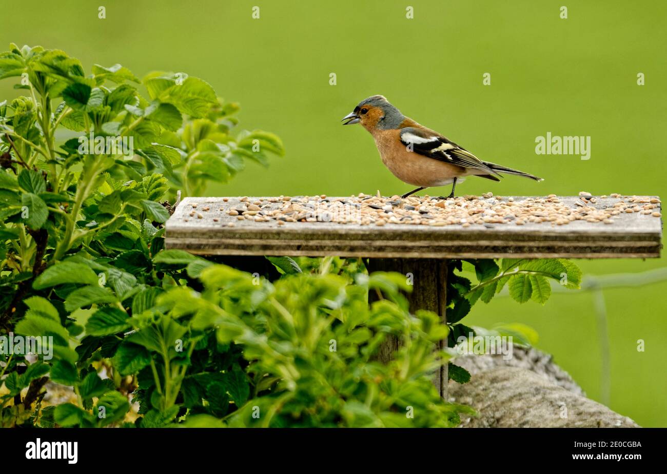 Protected species of bird hi-res stock photography and images - Alamy