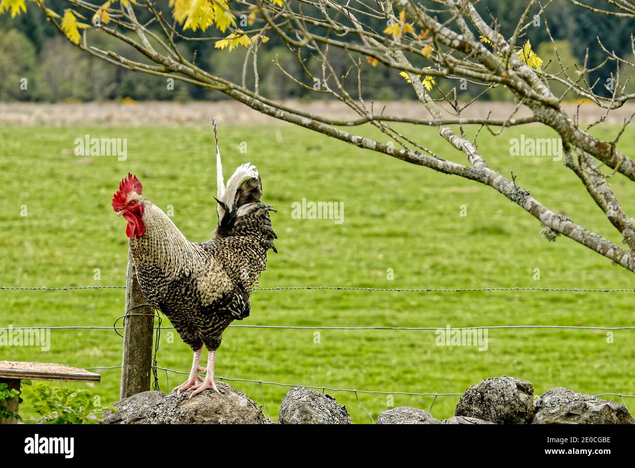 Cockrel High Resolution Stock Photography and Images - Alamy