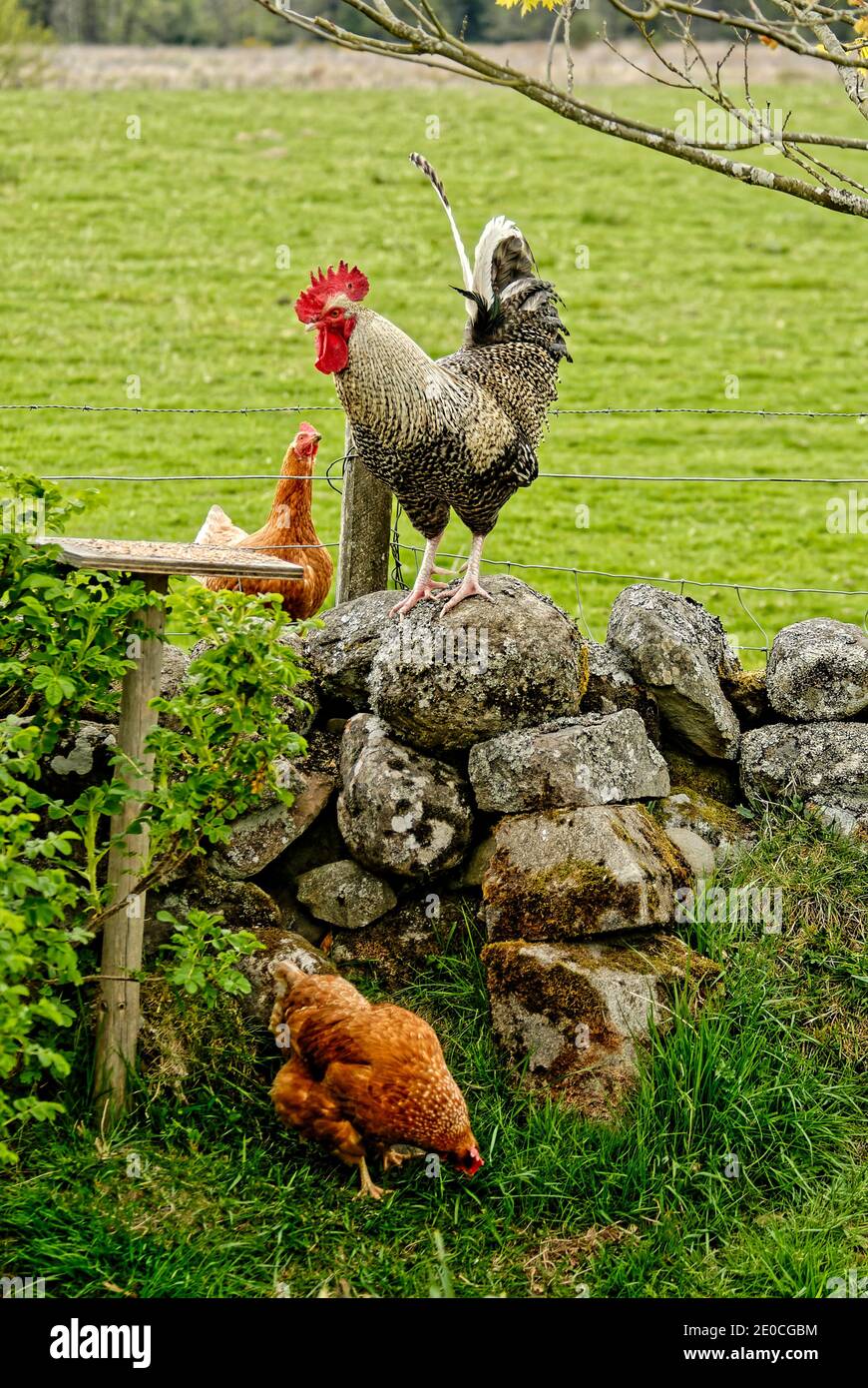 Cockrel hi-res stock photography and images - Alamy